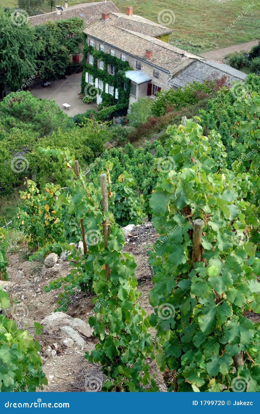 The Condrieu Vineyards Site Stock Photo - Image of vineyard, leaf: 1799720