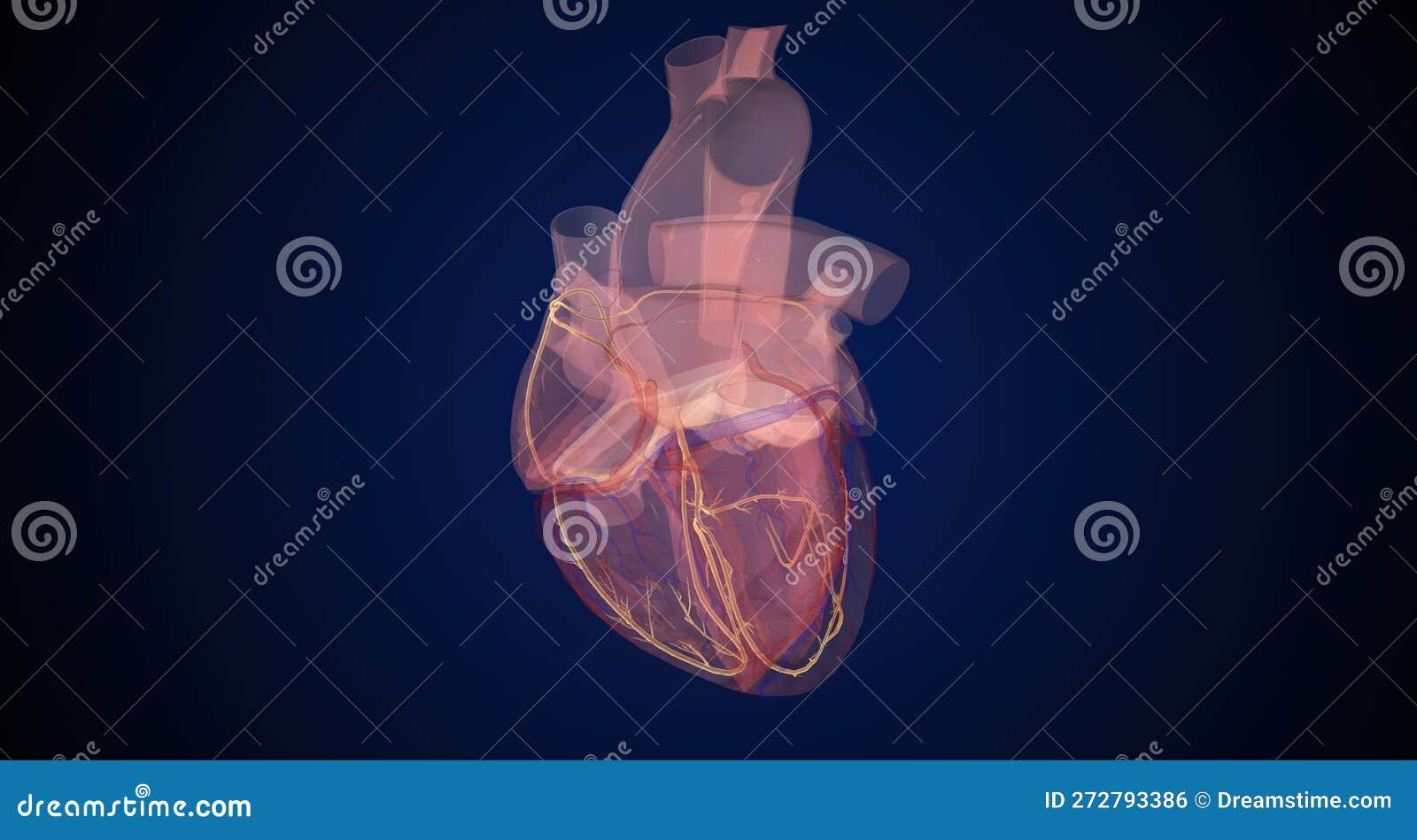 Conduction System during Normal Heart Beat Stock Illustration ...