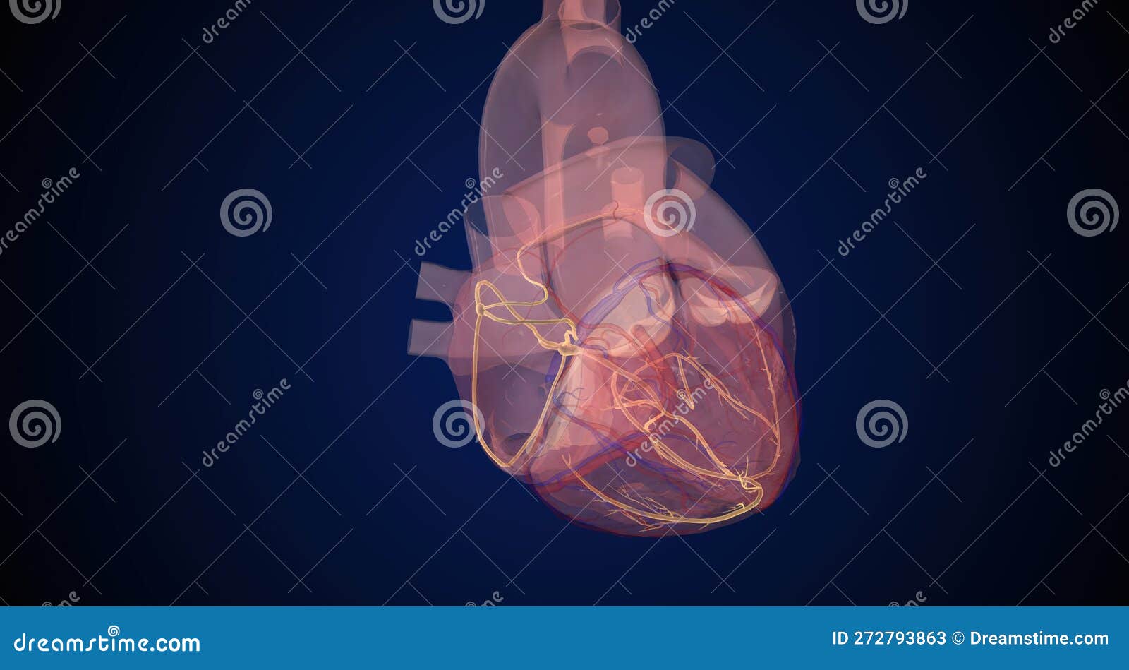 Conduction System during Normal Heart Beat Stock Illustration ...