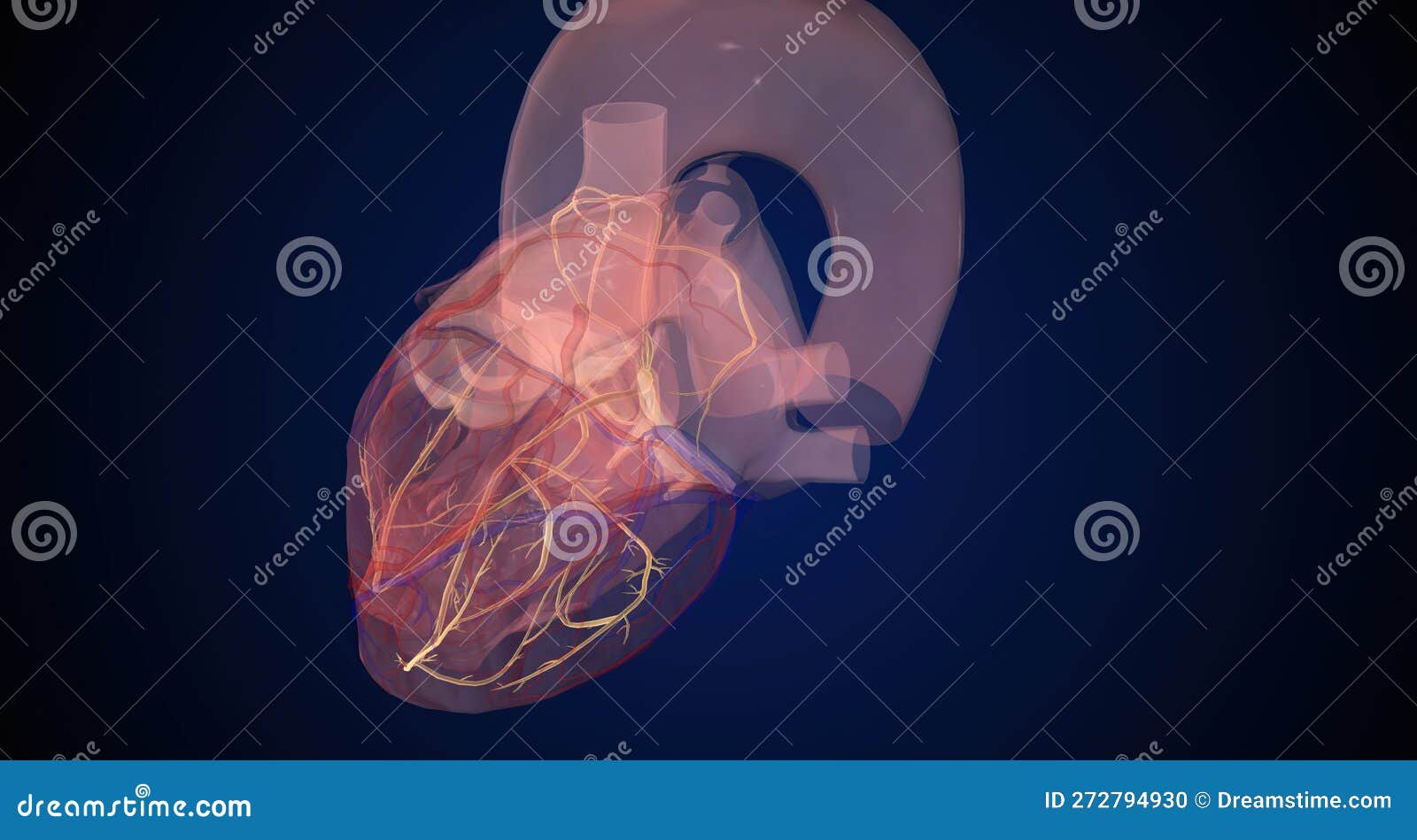Conduction System during Normal Heart Beat Stock Illustration ...