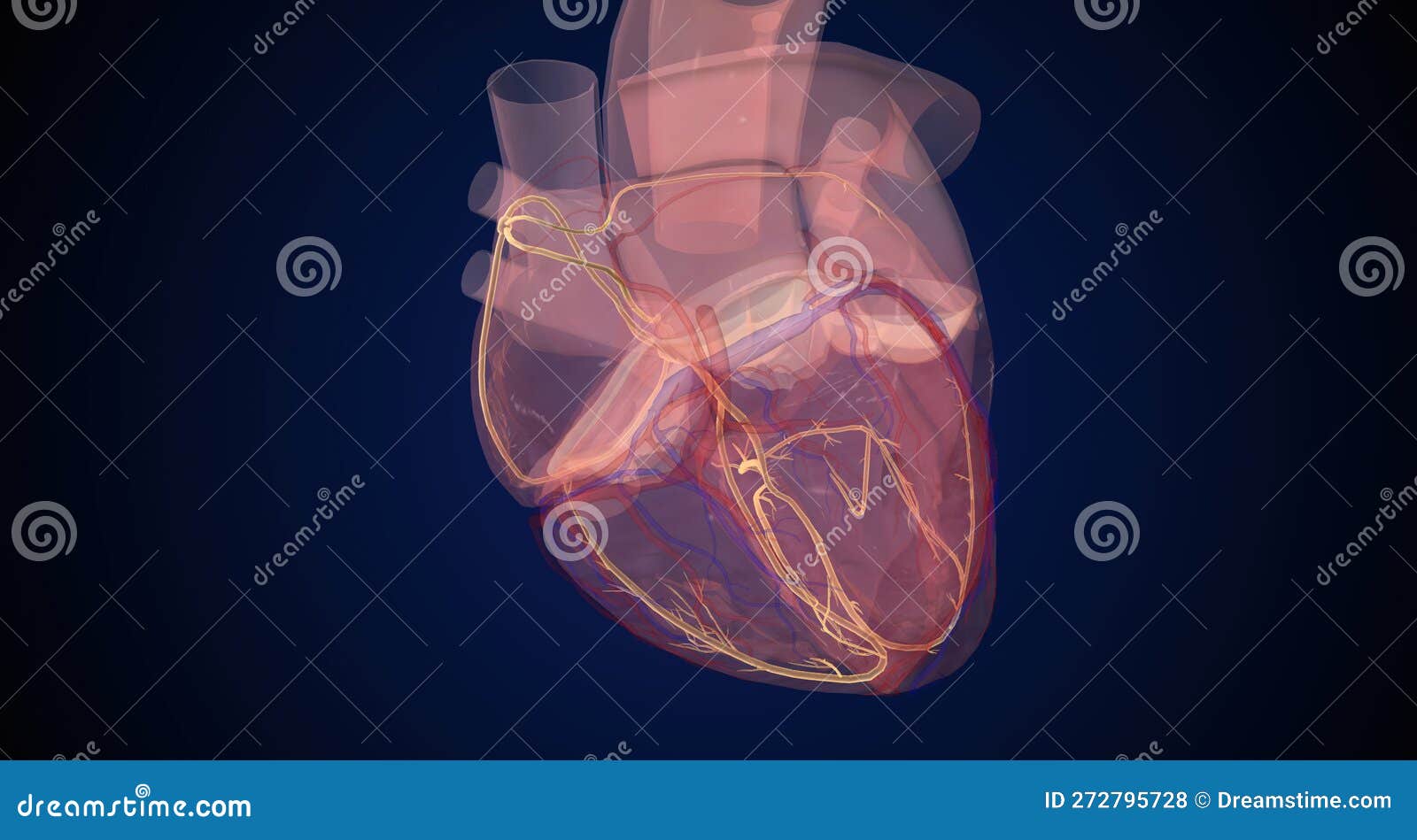 Heart - Conduction System Royalty-Free Stock Photography ... Heart - Conduction System Royalty-Free Stock Photography ...