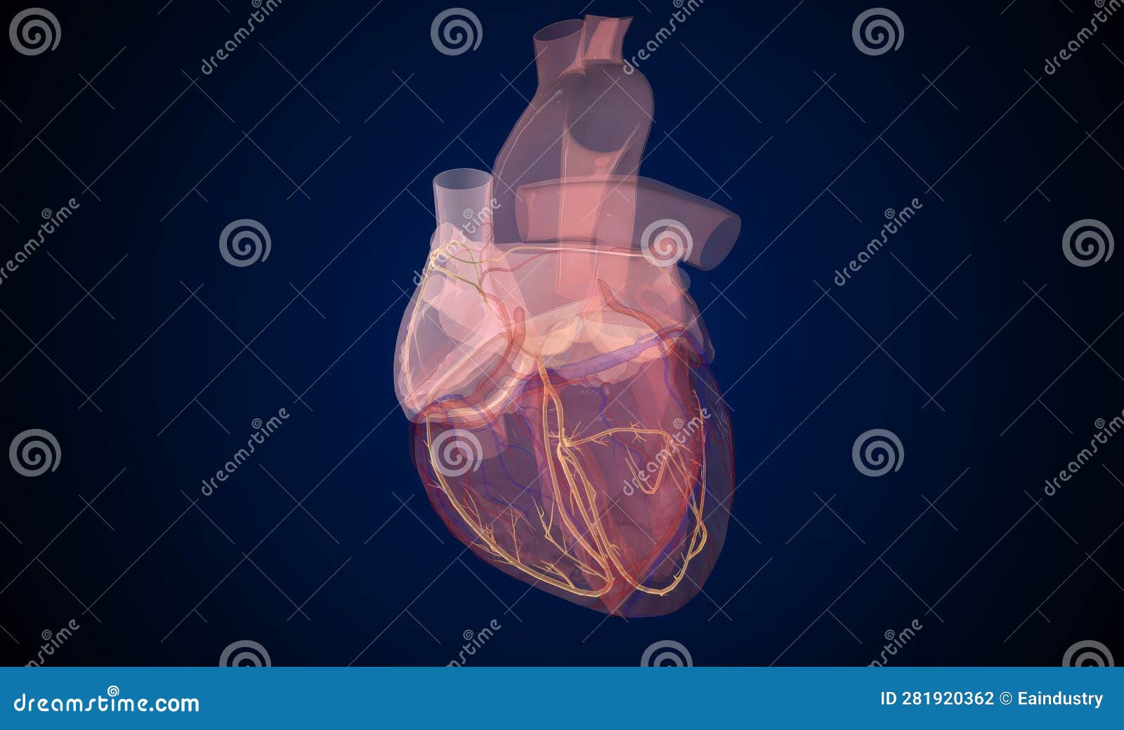 Conduction System with Normal Heart Beat Stock Illustration ...