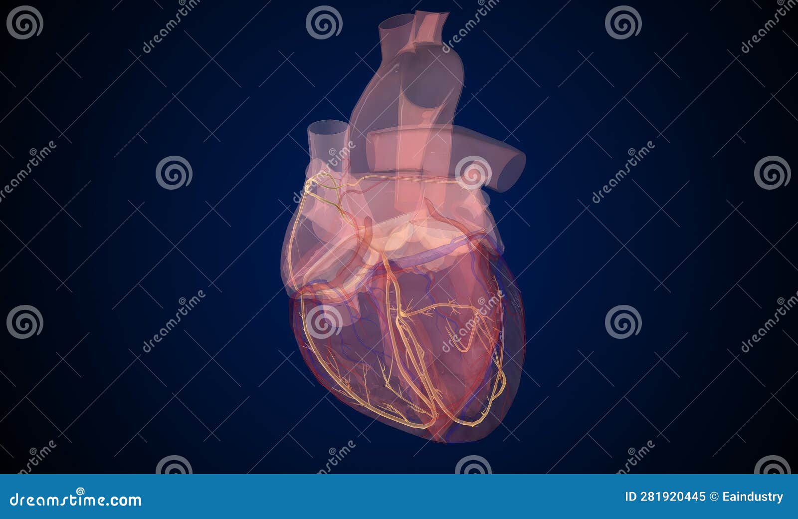 Conduction System with Normal Heart Beat Stock Illustration ...