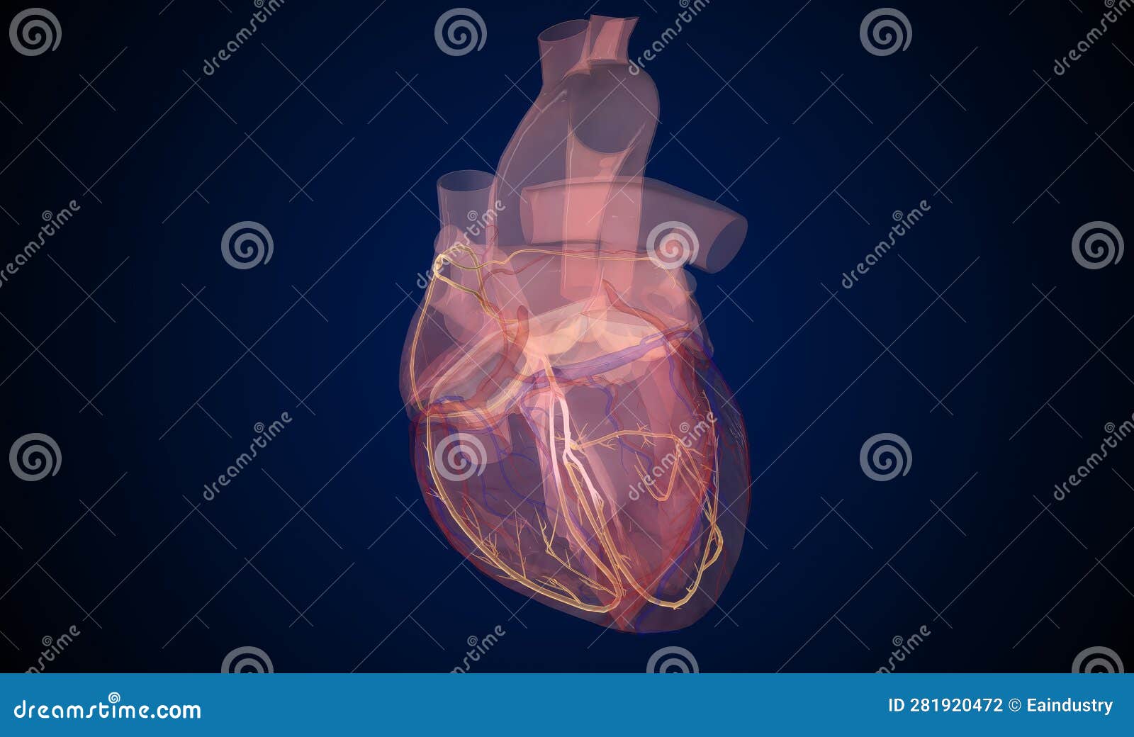Conduction System with Normal Heart Beat Stock Illustration ...