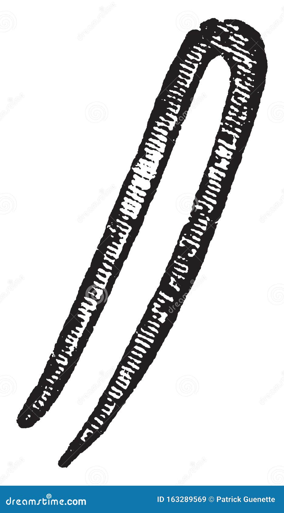 Conduplicate Leaf Vintage Illustration Stock Vector - Illustration of ...