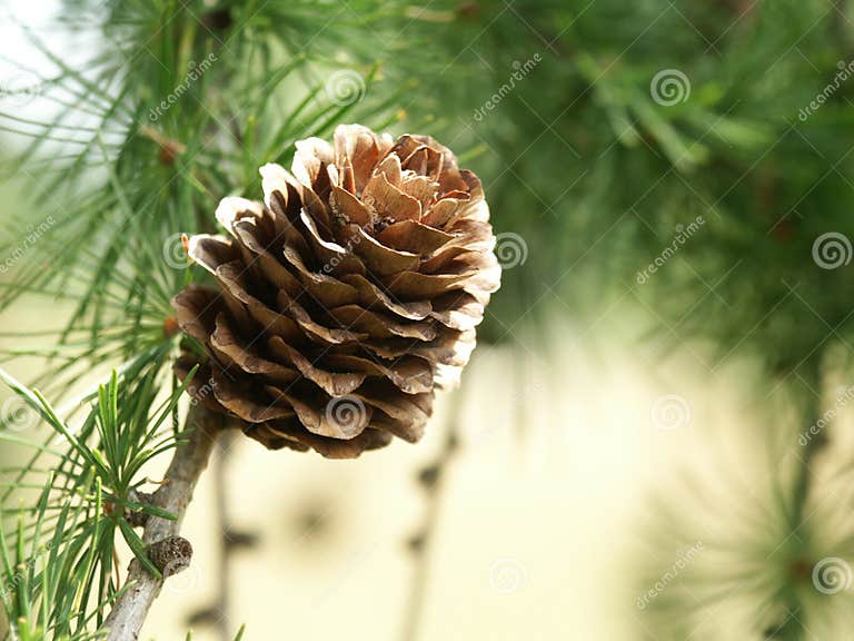 Cone stock photo. Image of pinecone, decoration, close - 229490