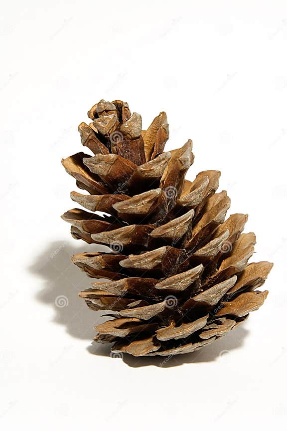 Cone stock image. Image of season, reproduce, plants, fall - 794111