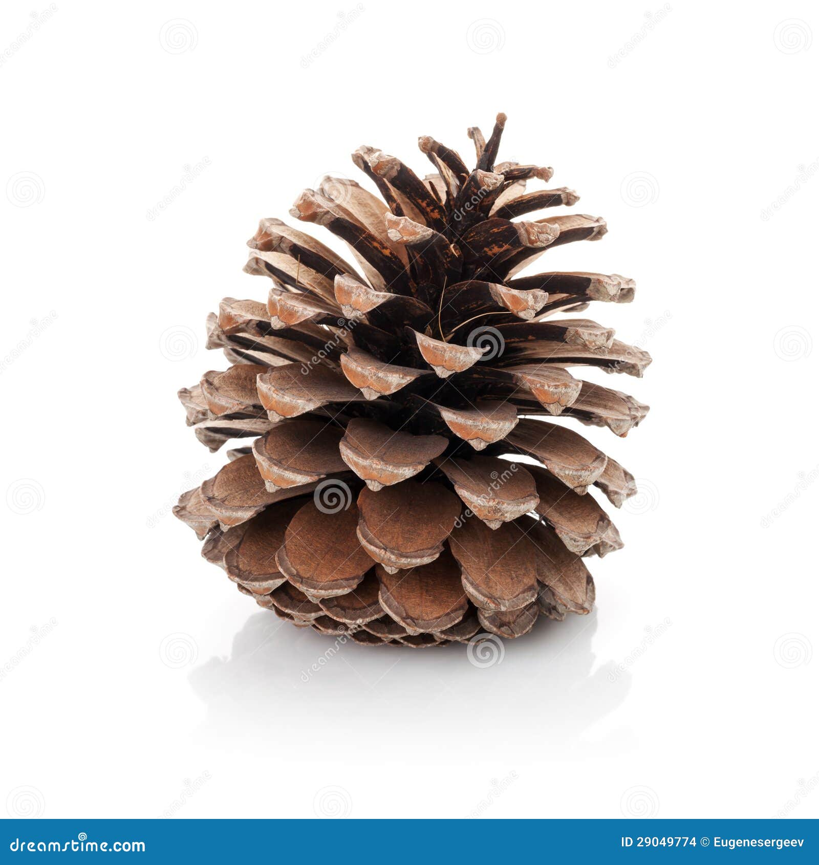 Cone aberto do cedro foto de stock. Imagem de objeto - 29049774