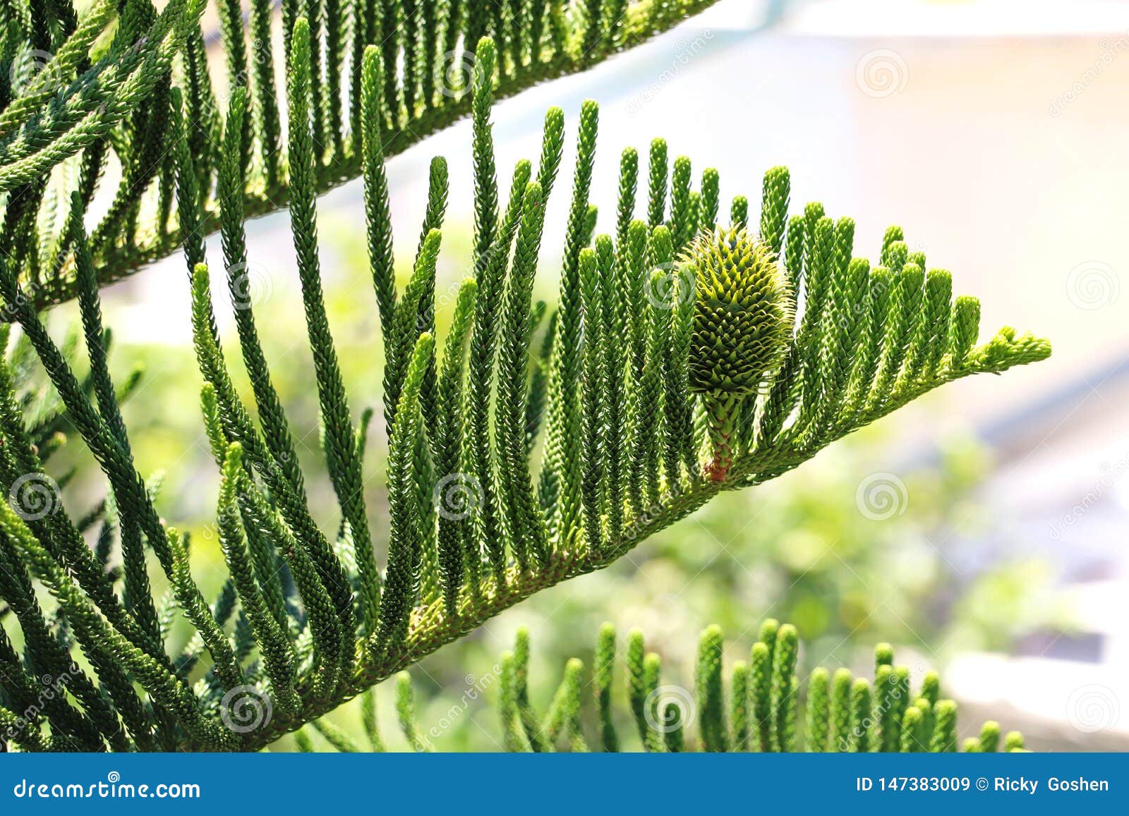 Araucaria Heterophylla | Araucaria Nemorosa De Laub, Dry Plant. Stock ...