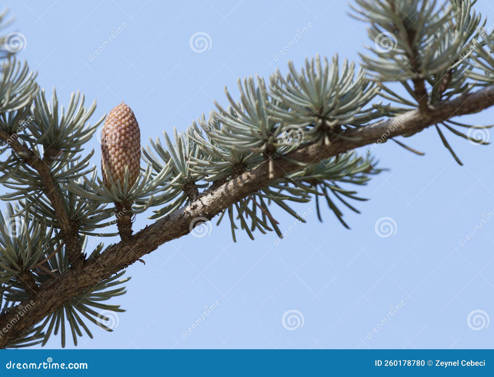 A Twig of Atlantic Cedar with a Maturing Cone Stock Photo - Image of ...
