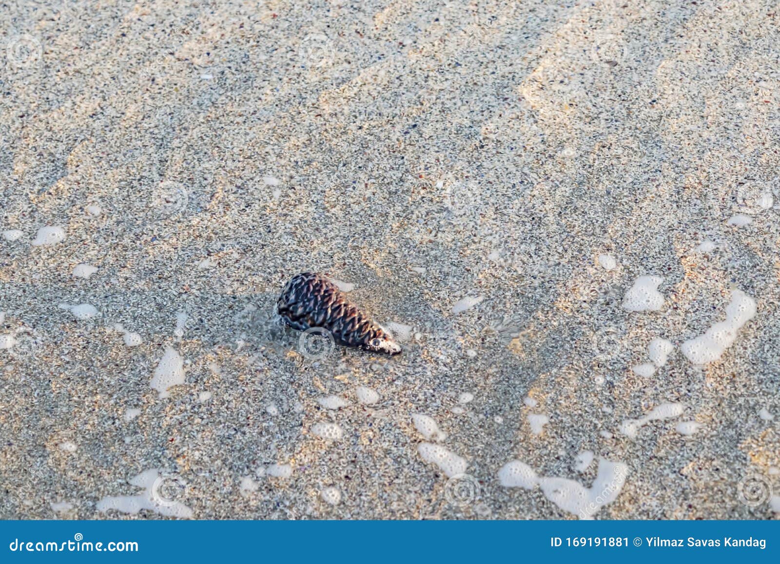 Cone on the Beach and Sands Stock Image - Image of cloud, marine: 169191881