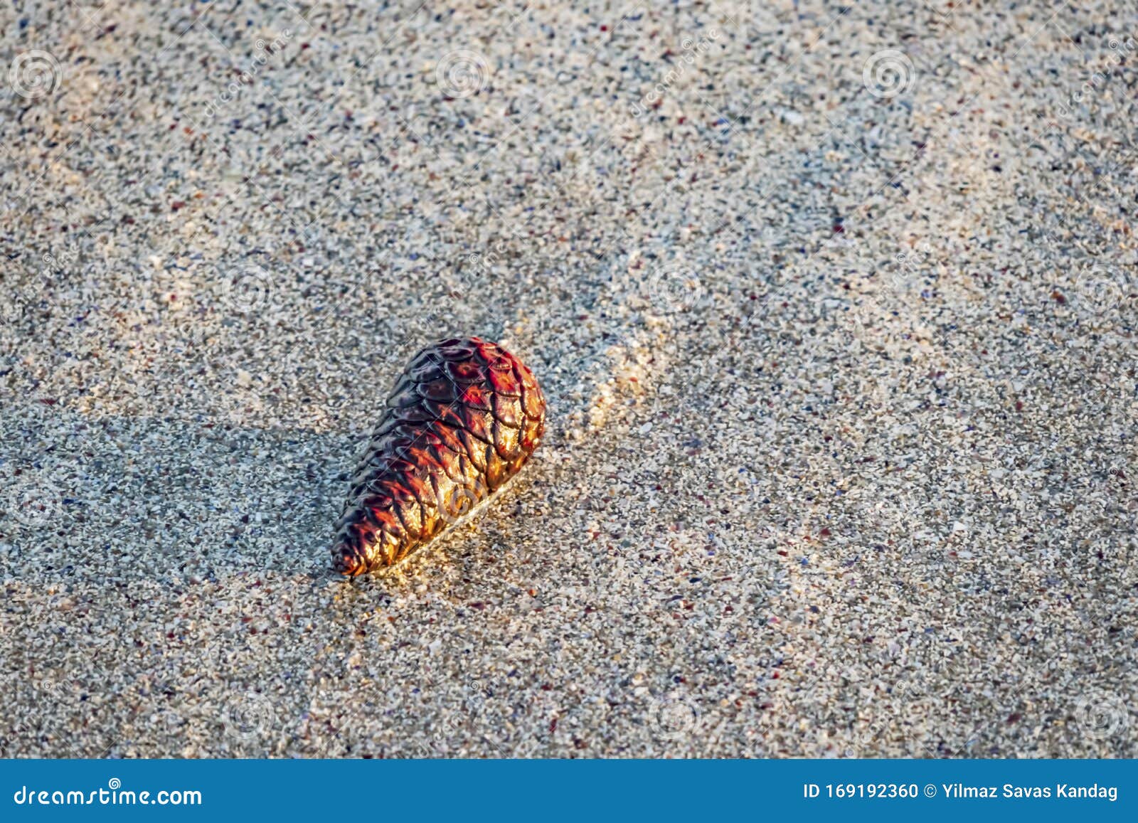 Cone on the Beach and Sands Stock Photo - Image of horizon, blue: 169192360