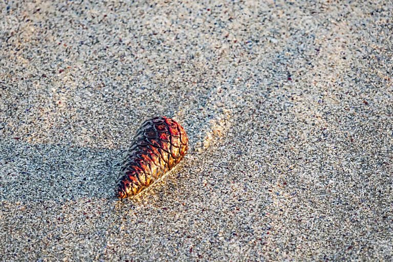 Cone on the Beach and Sands Stock Photo - Image of horizon, blue: 169192360