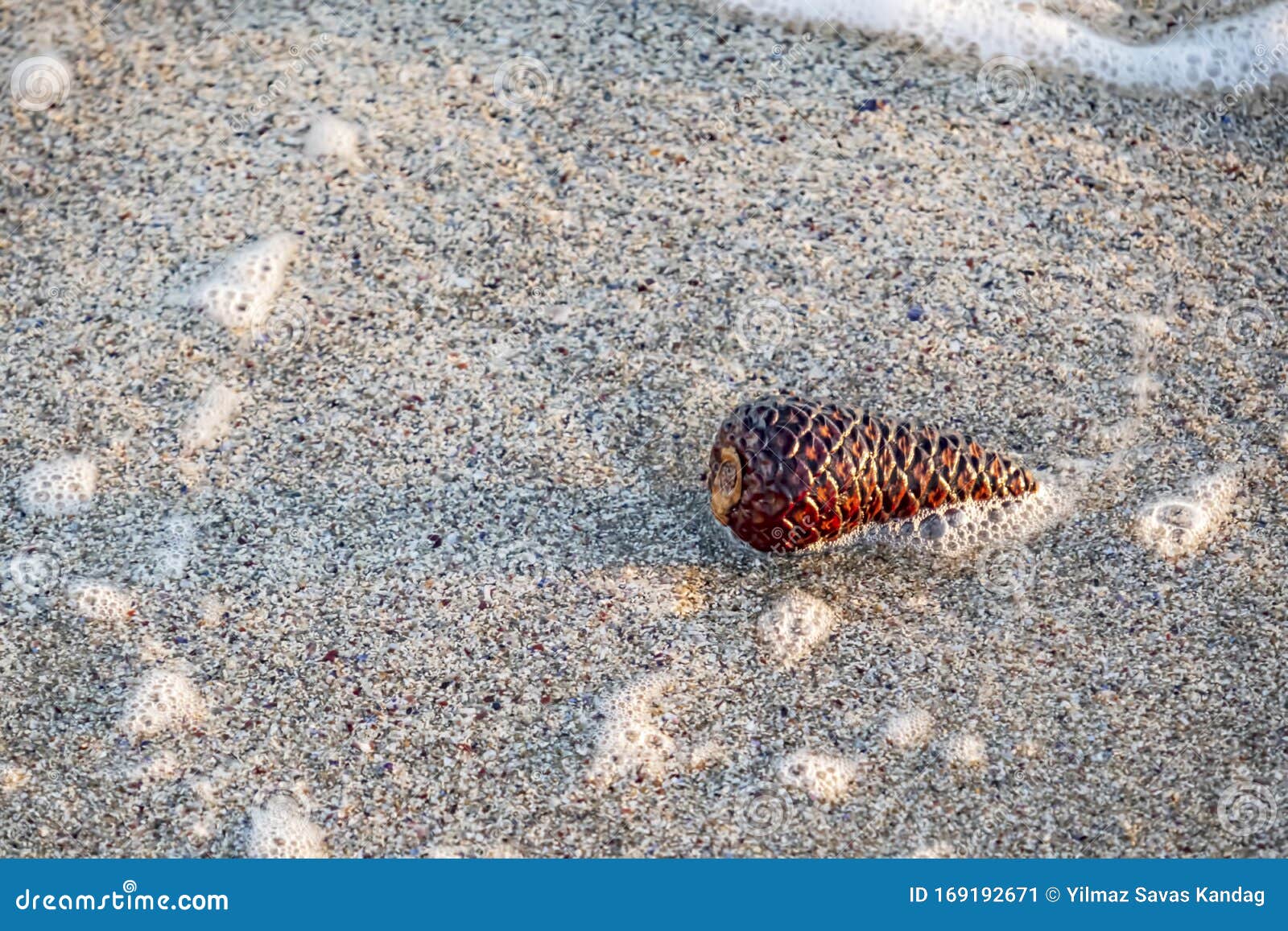 Cone on the Beach and Sands Stock Image - Image of sand, paradise ...