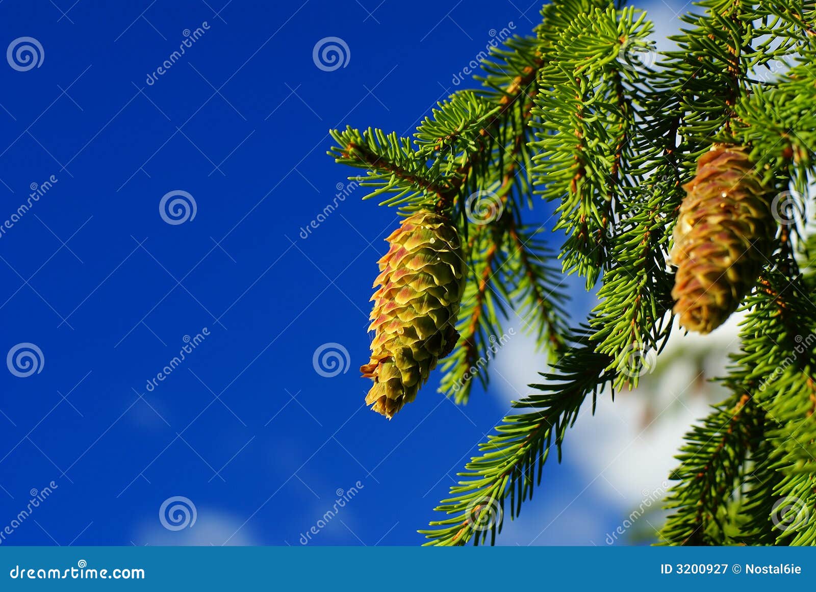 Cone on branch stock image. Image of detail, cold, autumn - 3200927
