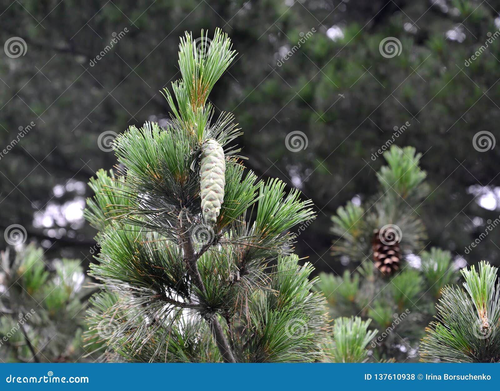 Cone on a Branch of a Pine Rumeliysky Pinus Peuce Griseb Stock Photo ...
