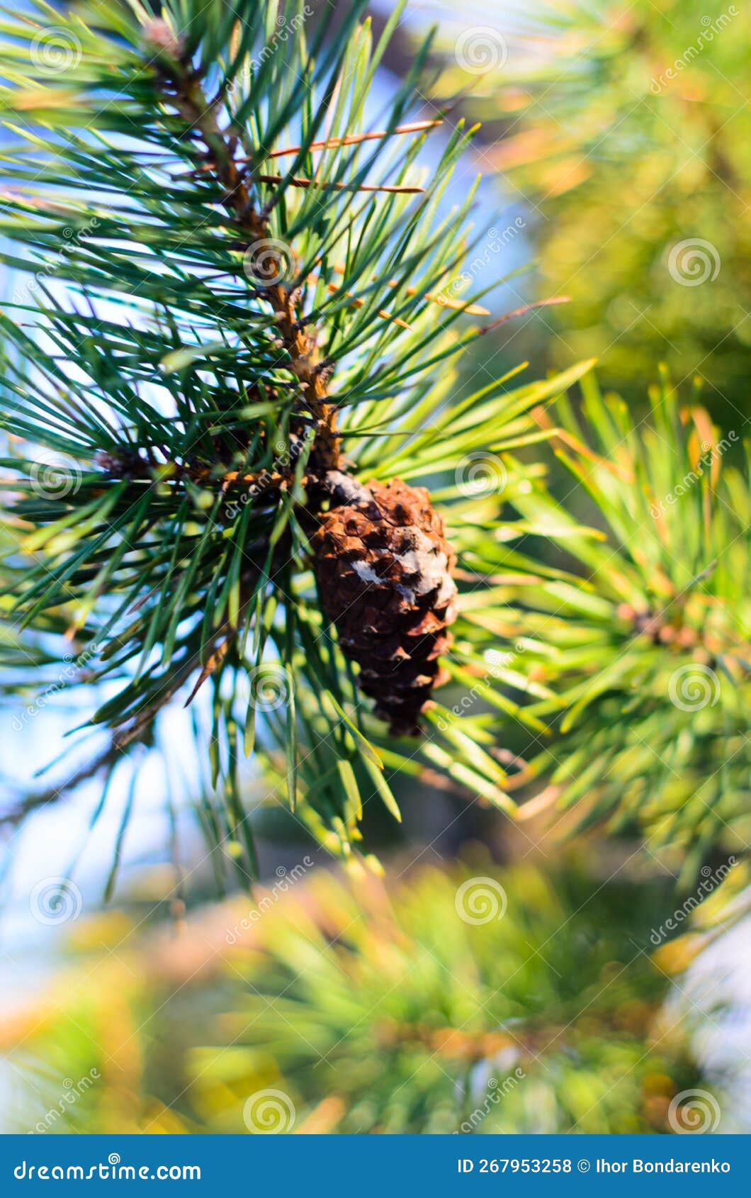Cone on a Branch of the Pine Tree on Winter Stock Photo - Image of ...