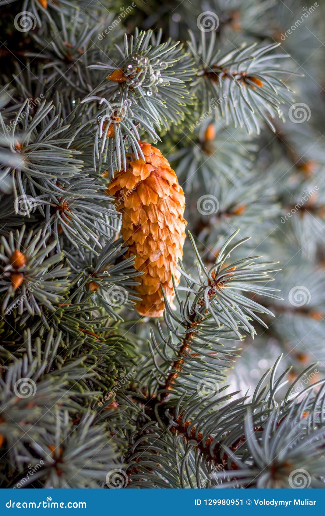 Cone on a Branch of a Spruce. Evergreen Coniferous Trees_ Stock Image ...
