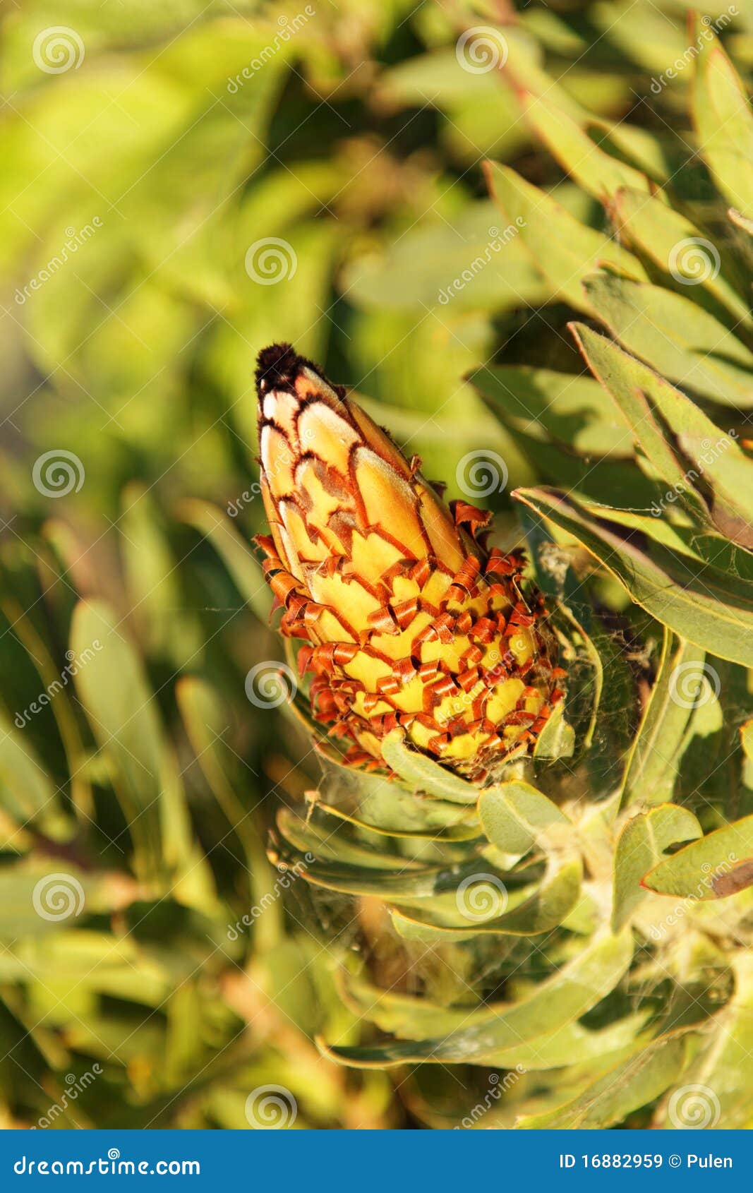 Cone bud of green plant stock image. Image of nature - 16882959