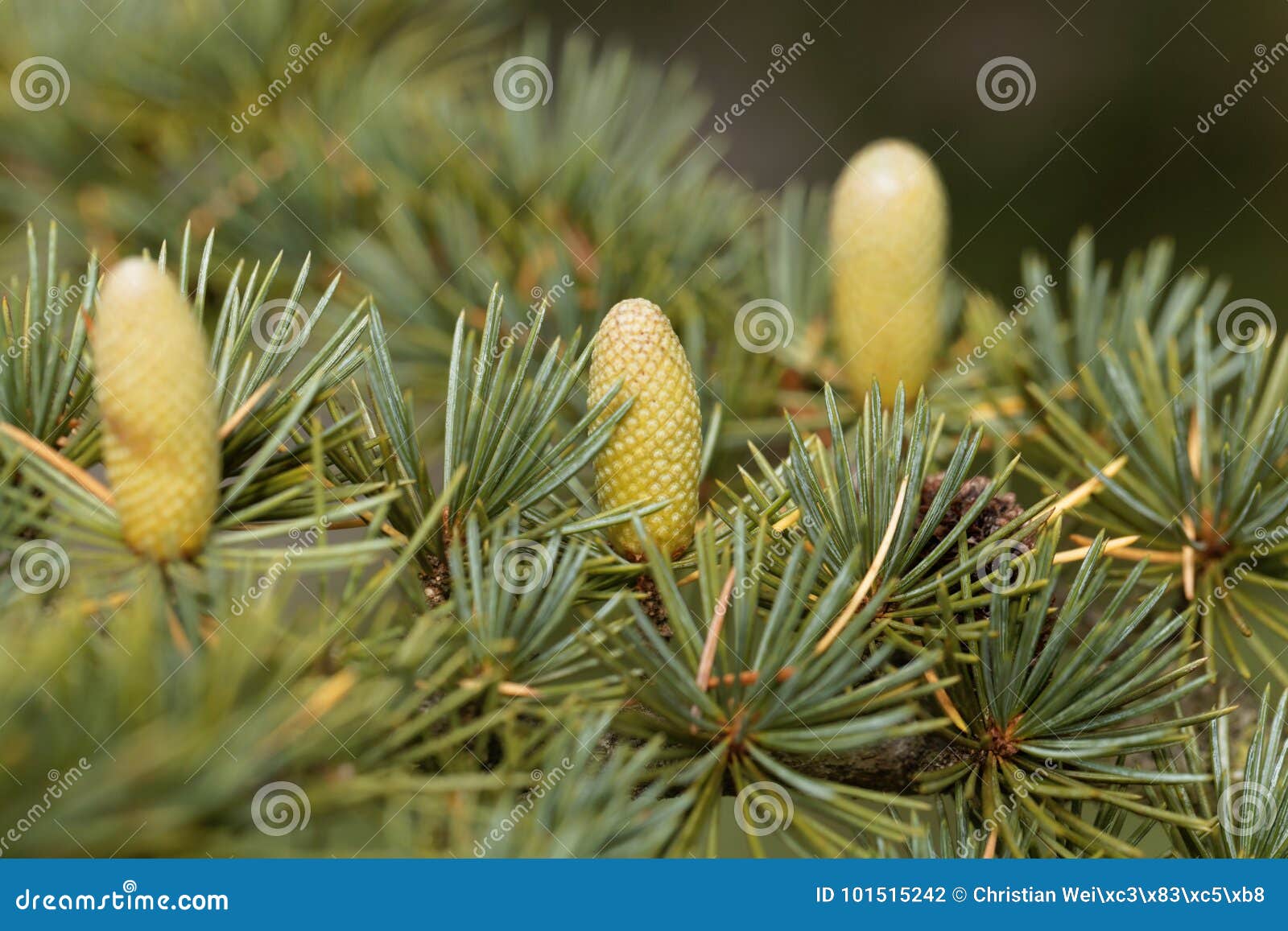 Cone of a Cedar Cedrus Libani Stock Photo - Image of mediterranean ...