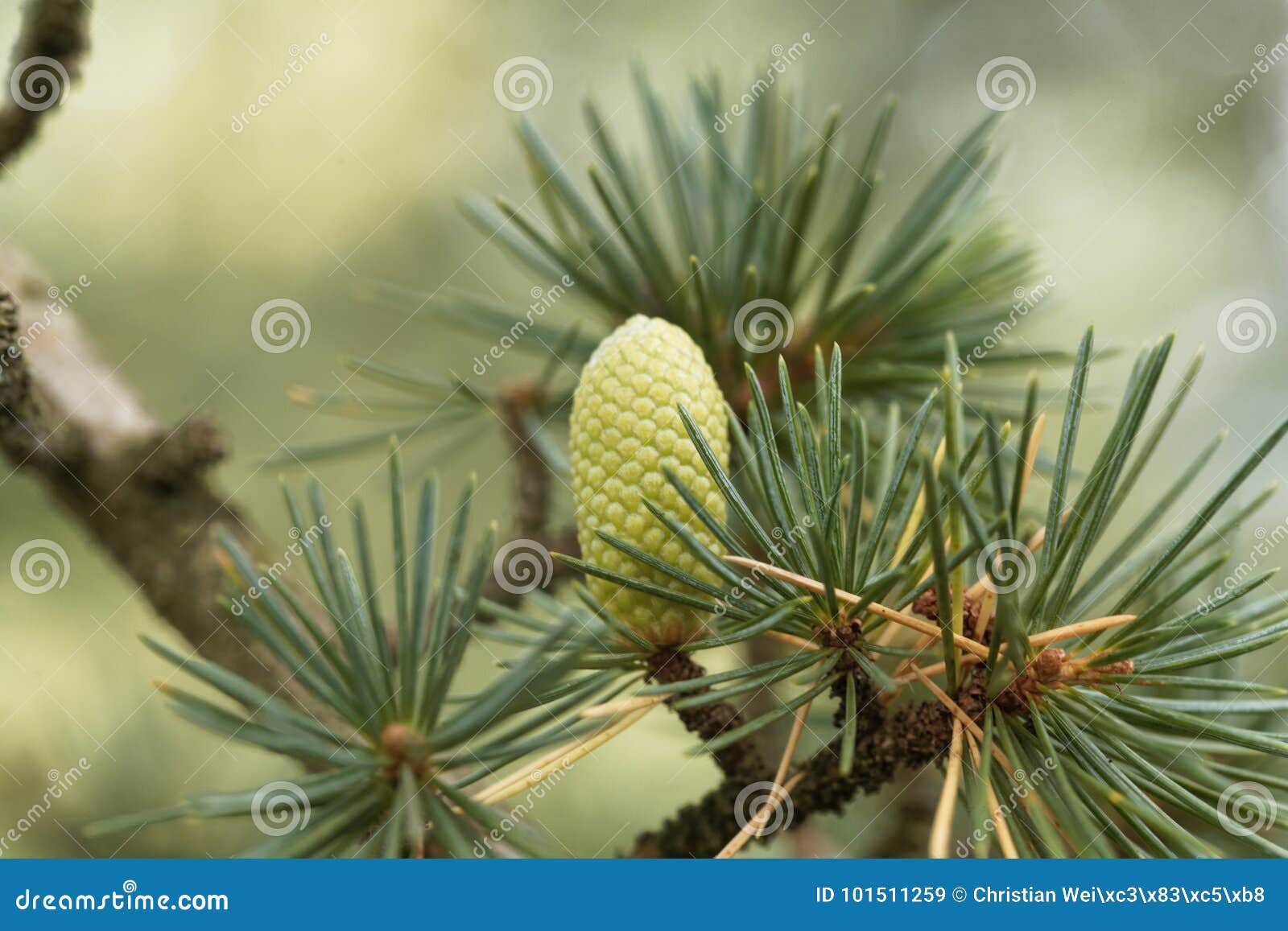 Cone of a Cedar Cedrus Libani Stock Image - Image of flora, garden ...