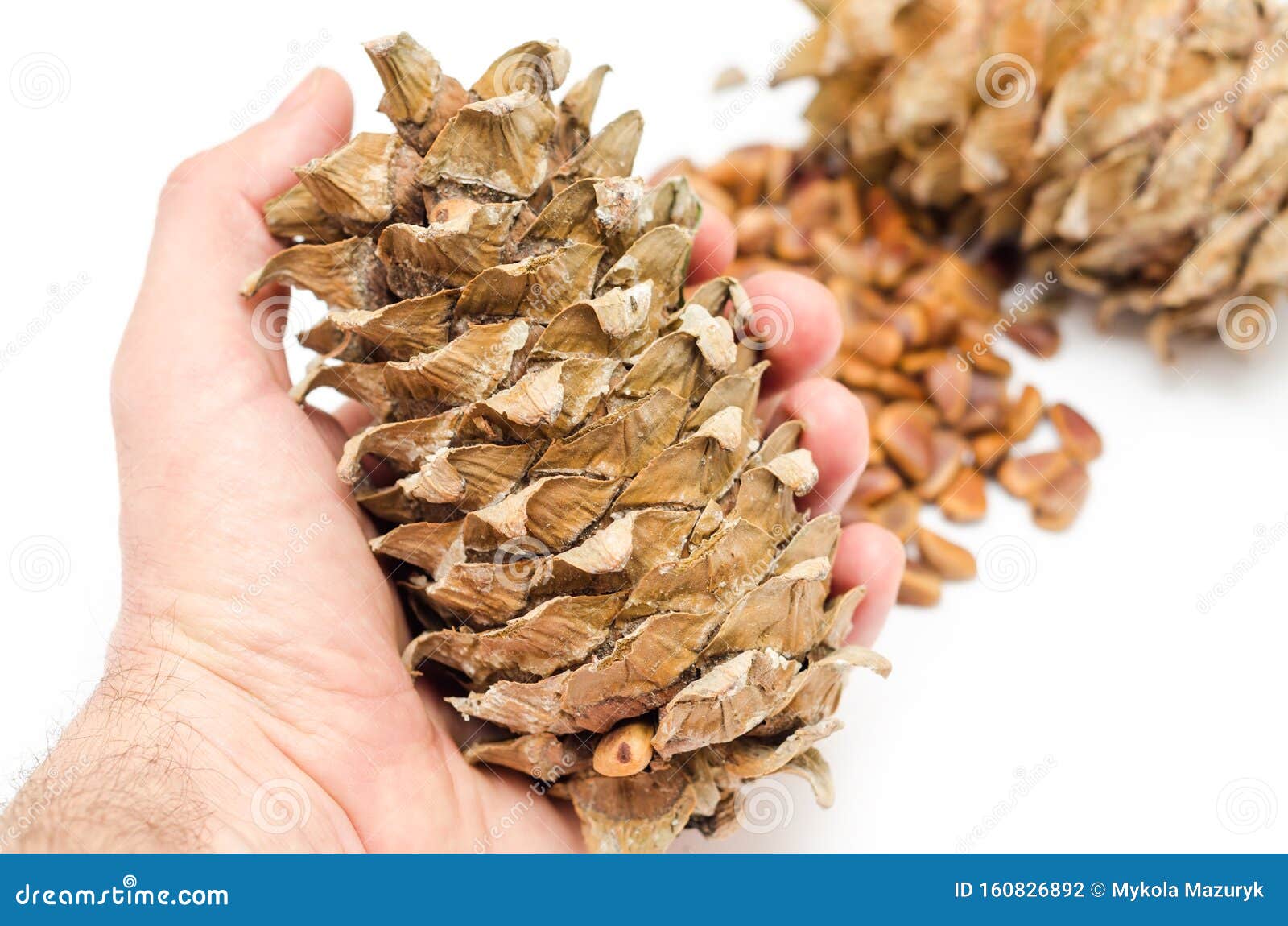 Cone Of A Cedar Tree Stock Photography | CartoonDealer.com #57563768