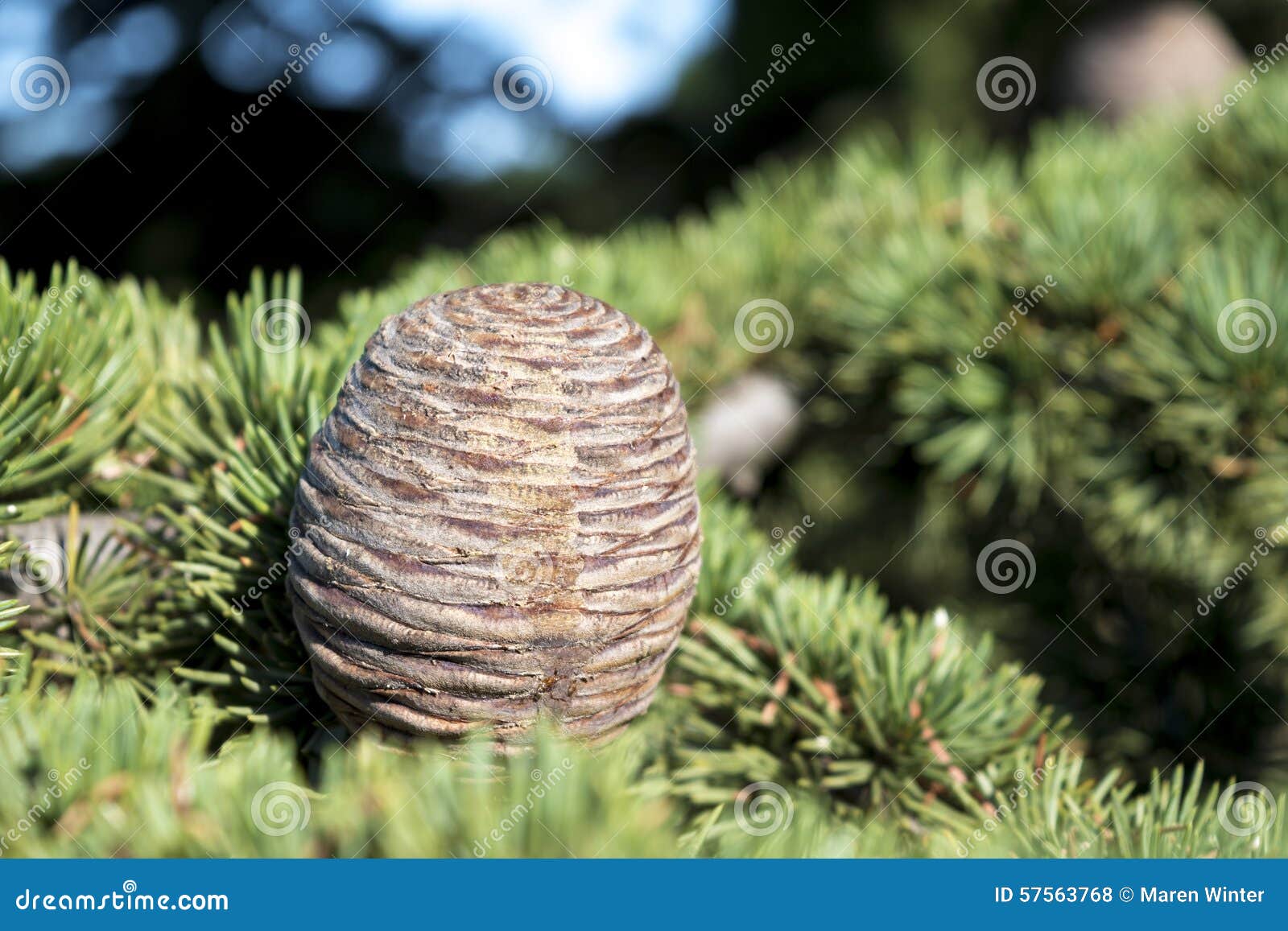 Cone of a cedar tree stock photo. Image of evergreen - 57563768