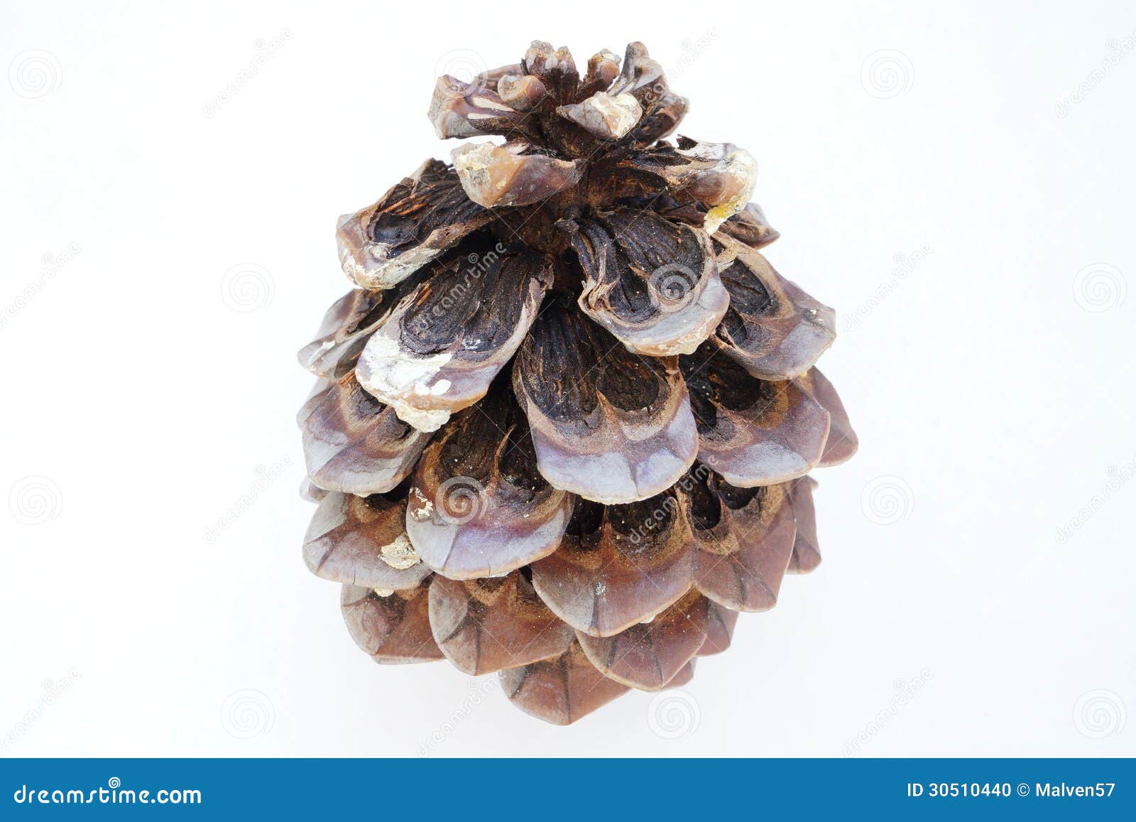 Cone of a cedar tree stock photo. Image of structure - 30510440