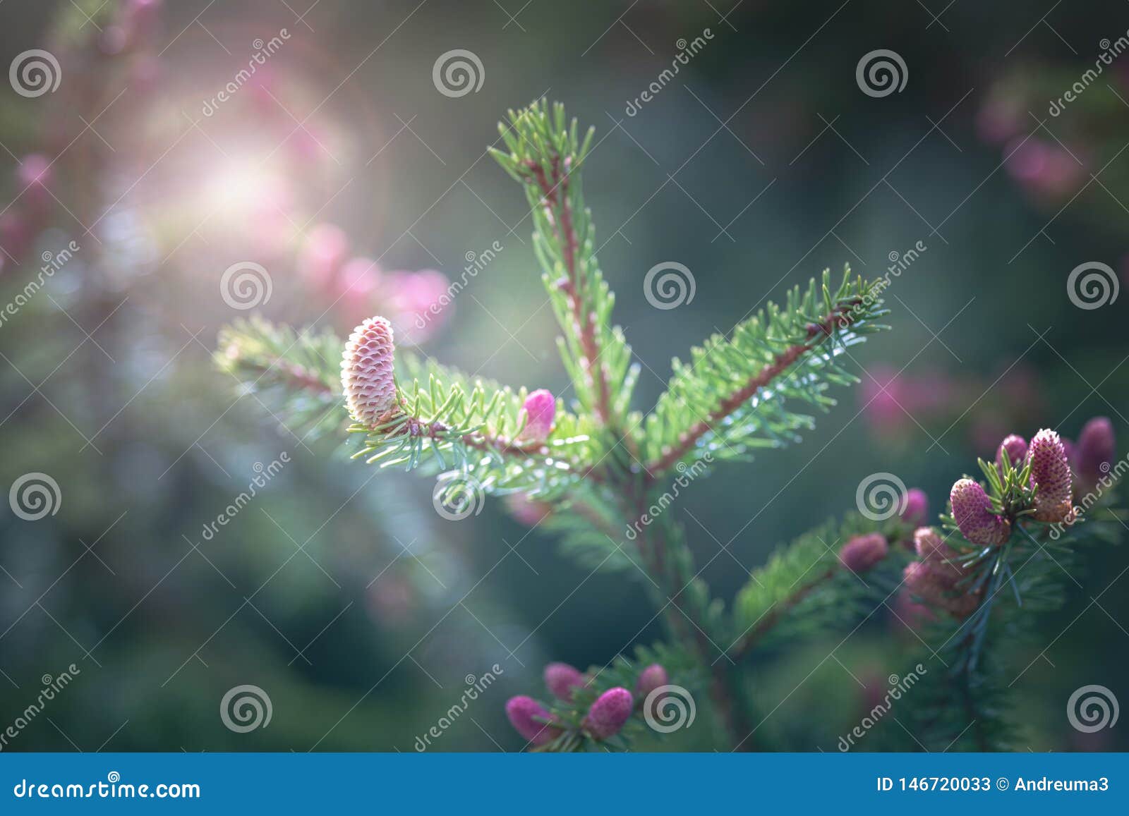Cone Cor-de-rosa Do Pino Da Primavera Imagem de Stock - Imagem de macro ...