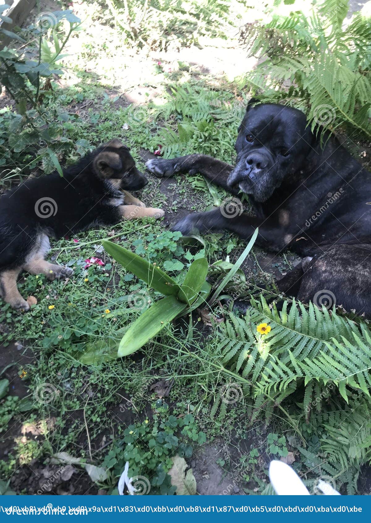 Cone Corso Male and German Shepherd Puppy Stock Photo - Image of ...