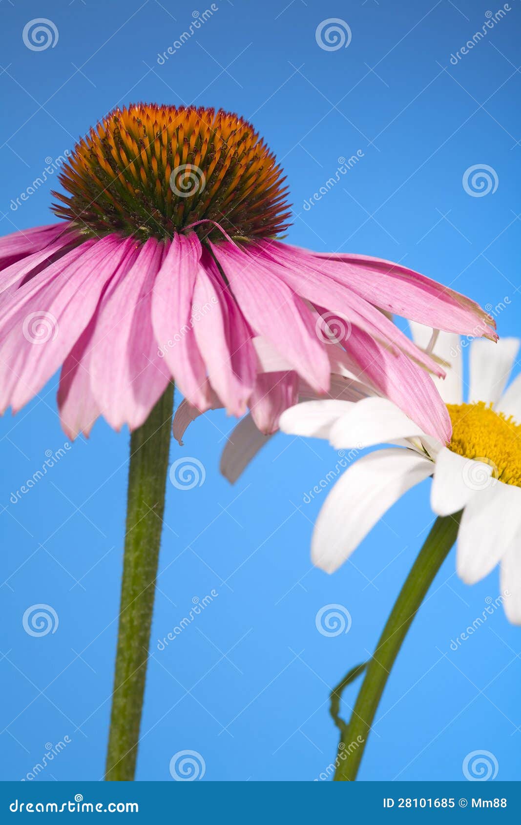 Cone and daisy flowers stock image. Image of stamen, brown - 28101685