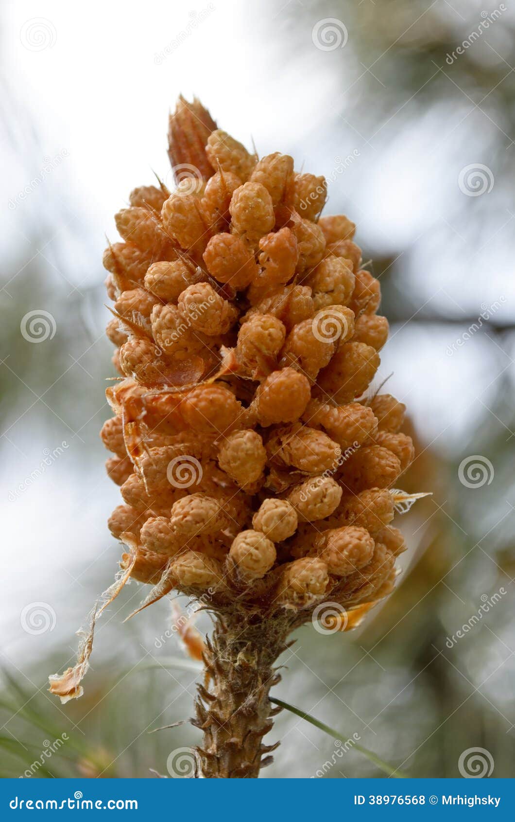 Cone Do Homem Do Roxburghii Do Pinus Foto de Stock - Imagem de semente ...