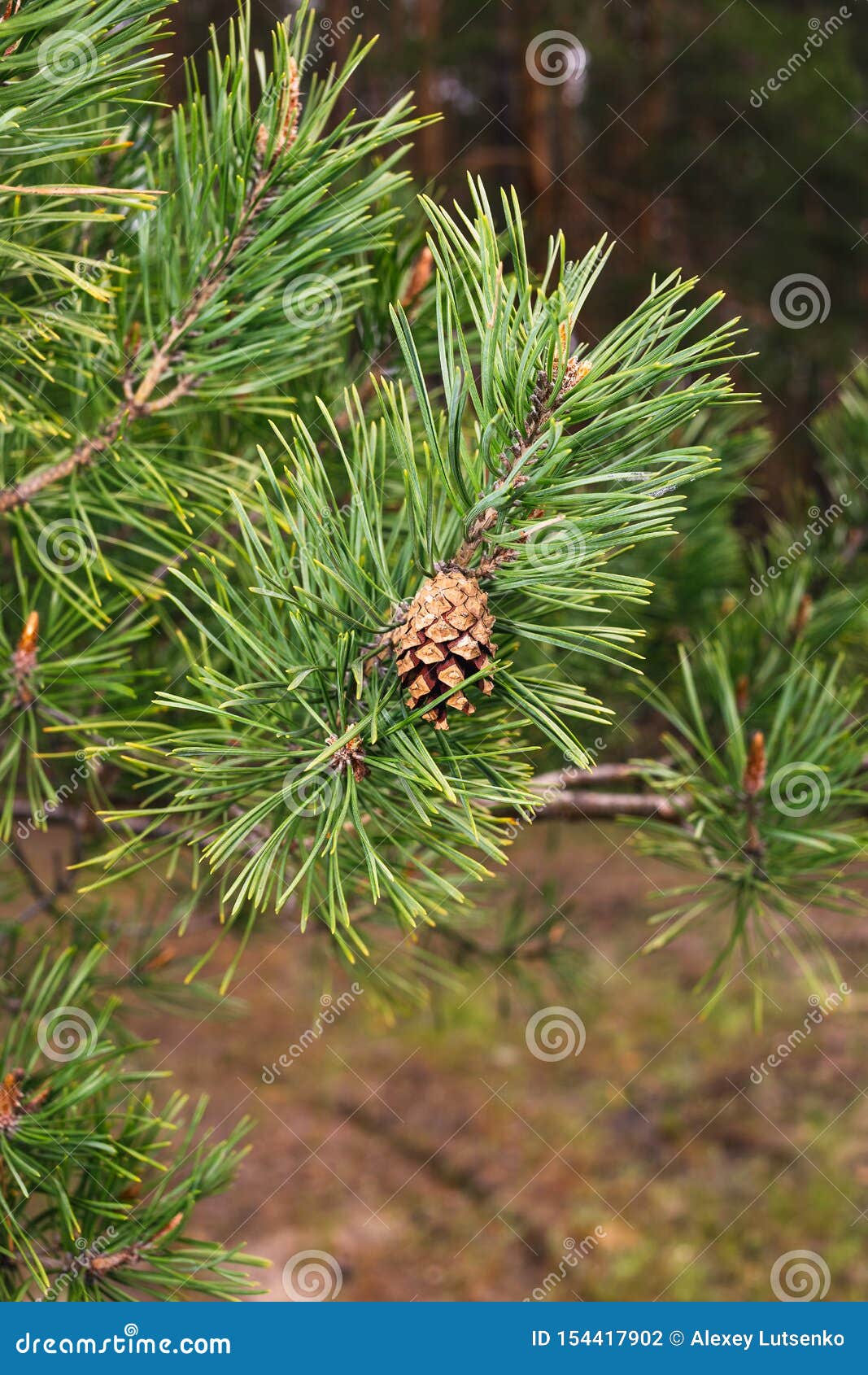 Cone Do Pinho Em Uma Filial Foto de Stock - Imagem de floresta, flora ...