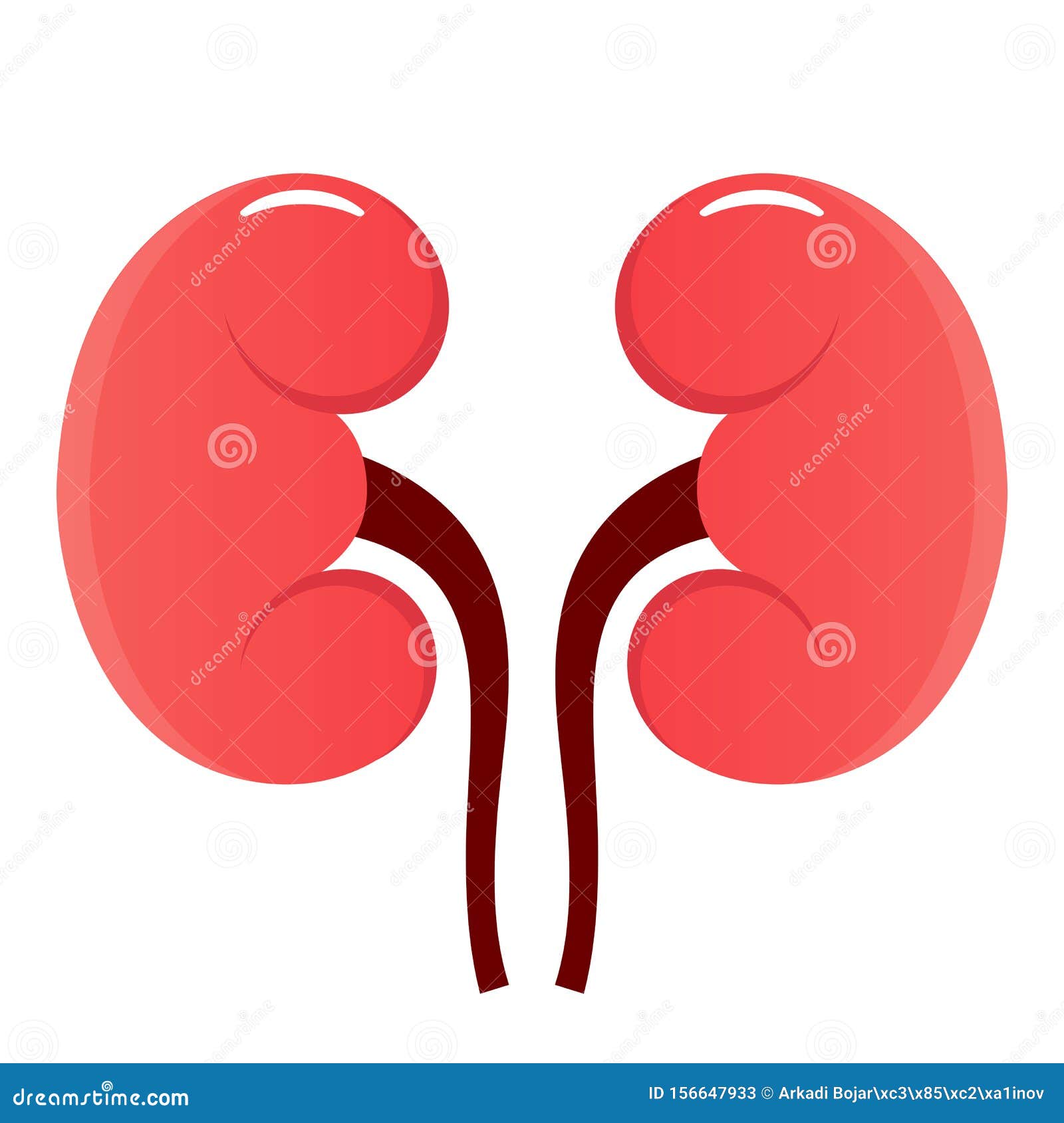 ?cone do vetor do rim ilustração do vetor. Ilustração de rins - 156647933