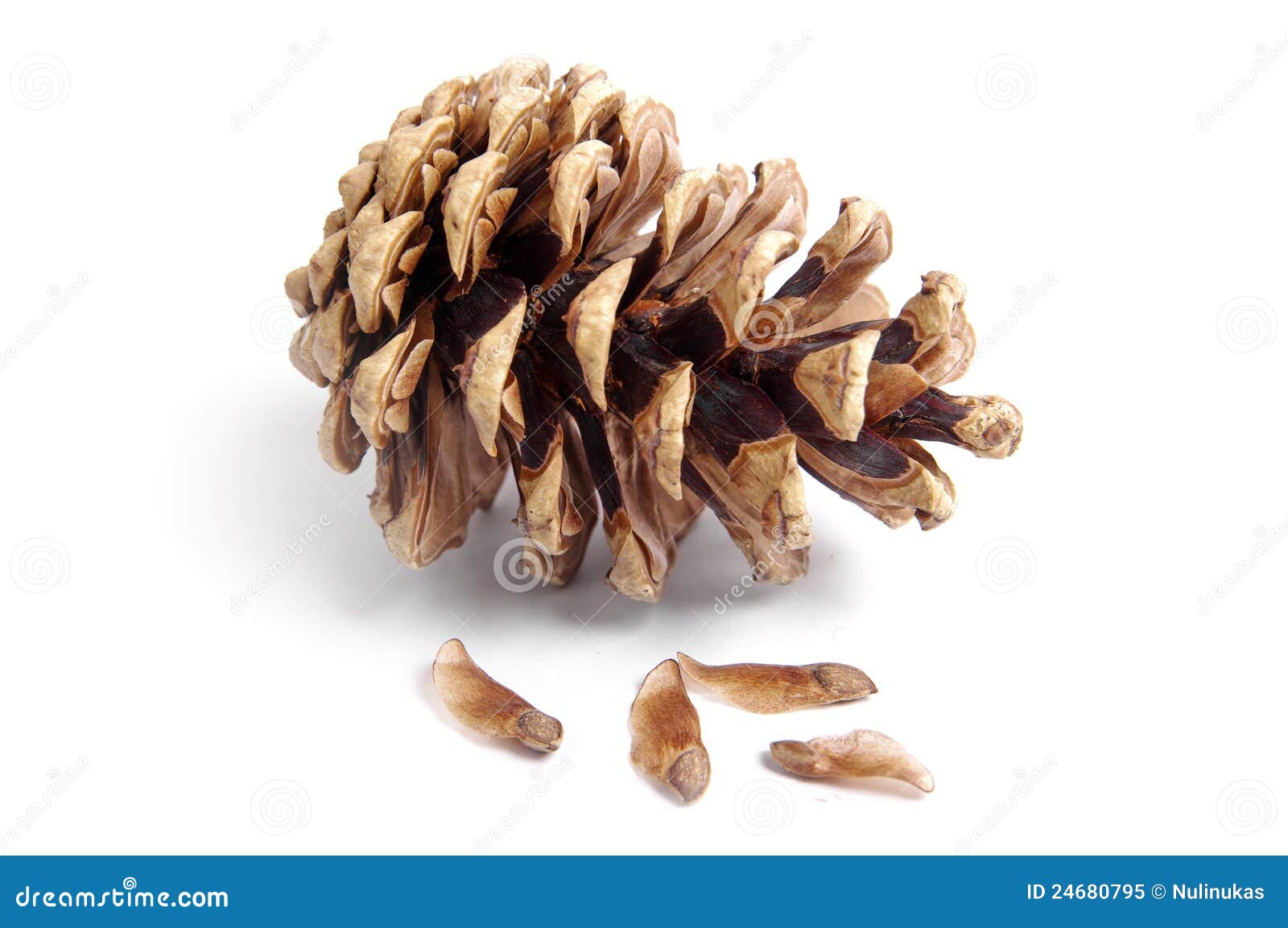 Cone e sementes imagem de stock. Imagem de imagem, isolado - 24680795