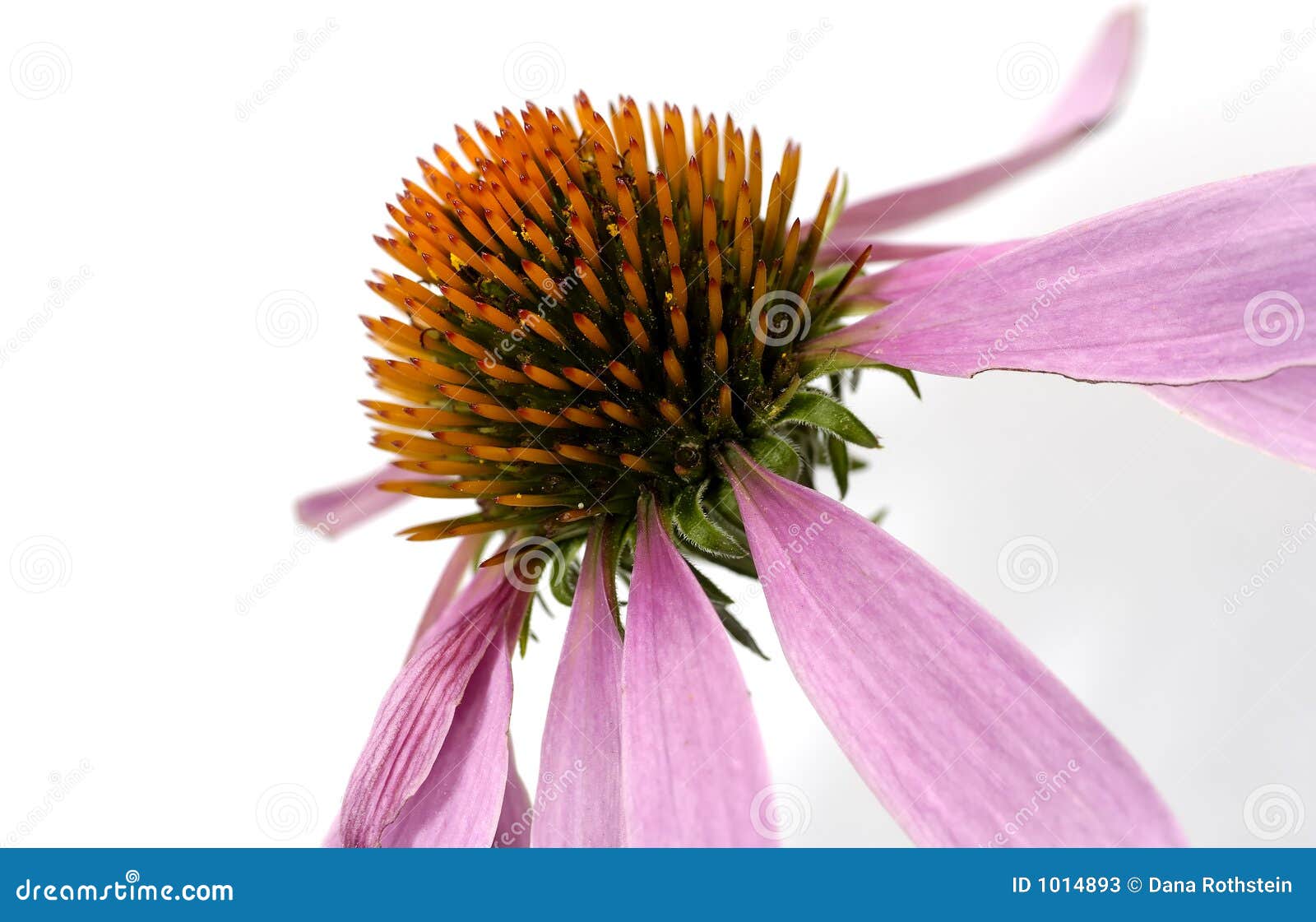 Cone Flower stock image. Image of nature, garden, cone - 1014893