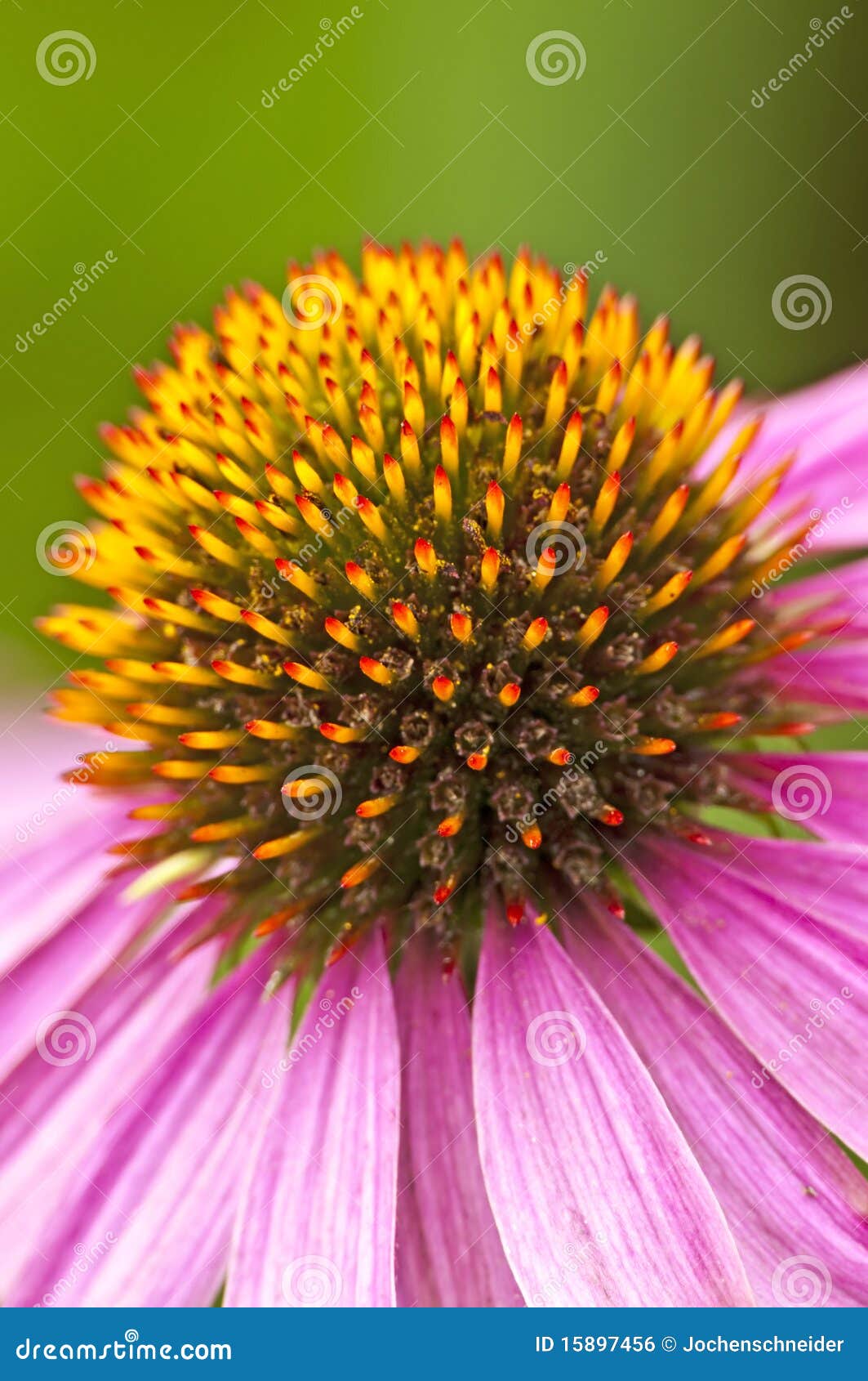 Cone-flower stock photo. Image of health, cure, cone - 15897456