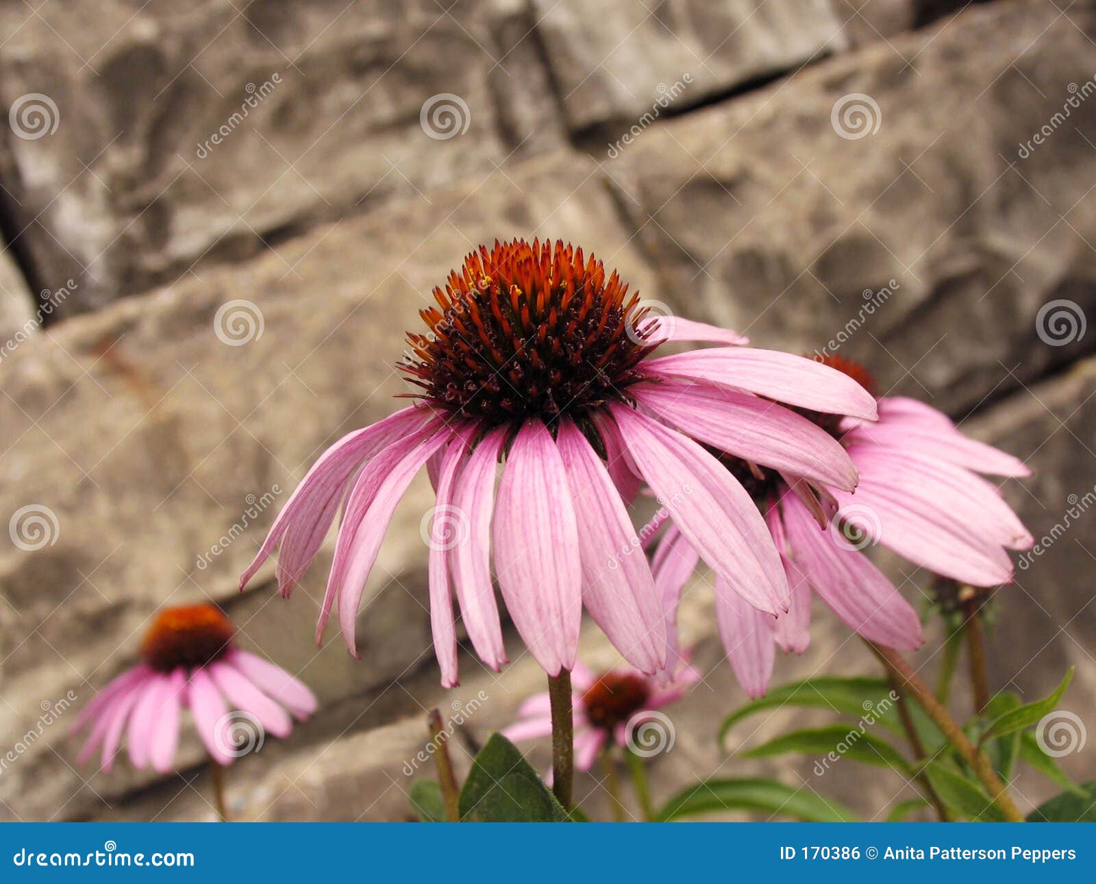 Cone flower stock photo. Image of flower, purple, alternative - 170386