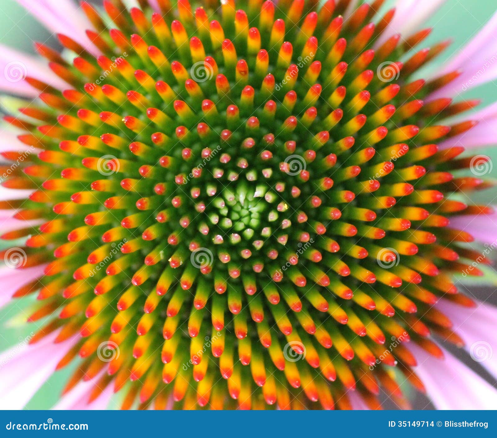 Cone Flower Stock Photography | CartoonDealer.com #13778714