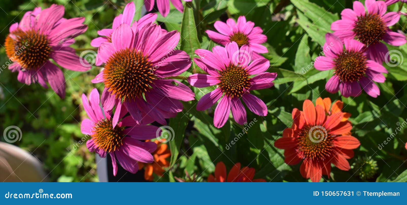 Cone Flower Panoramic 1 stock image. Image of panoramic - 150657631