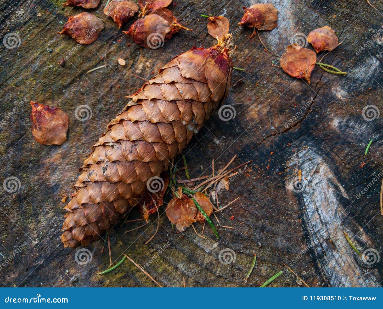 Cone at the forest stock photo. Image of green, brown - 119308510