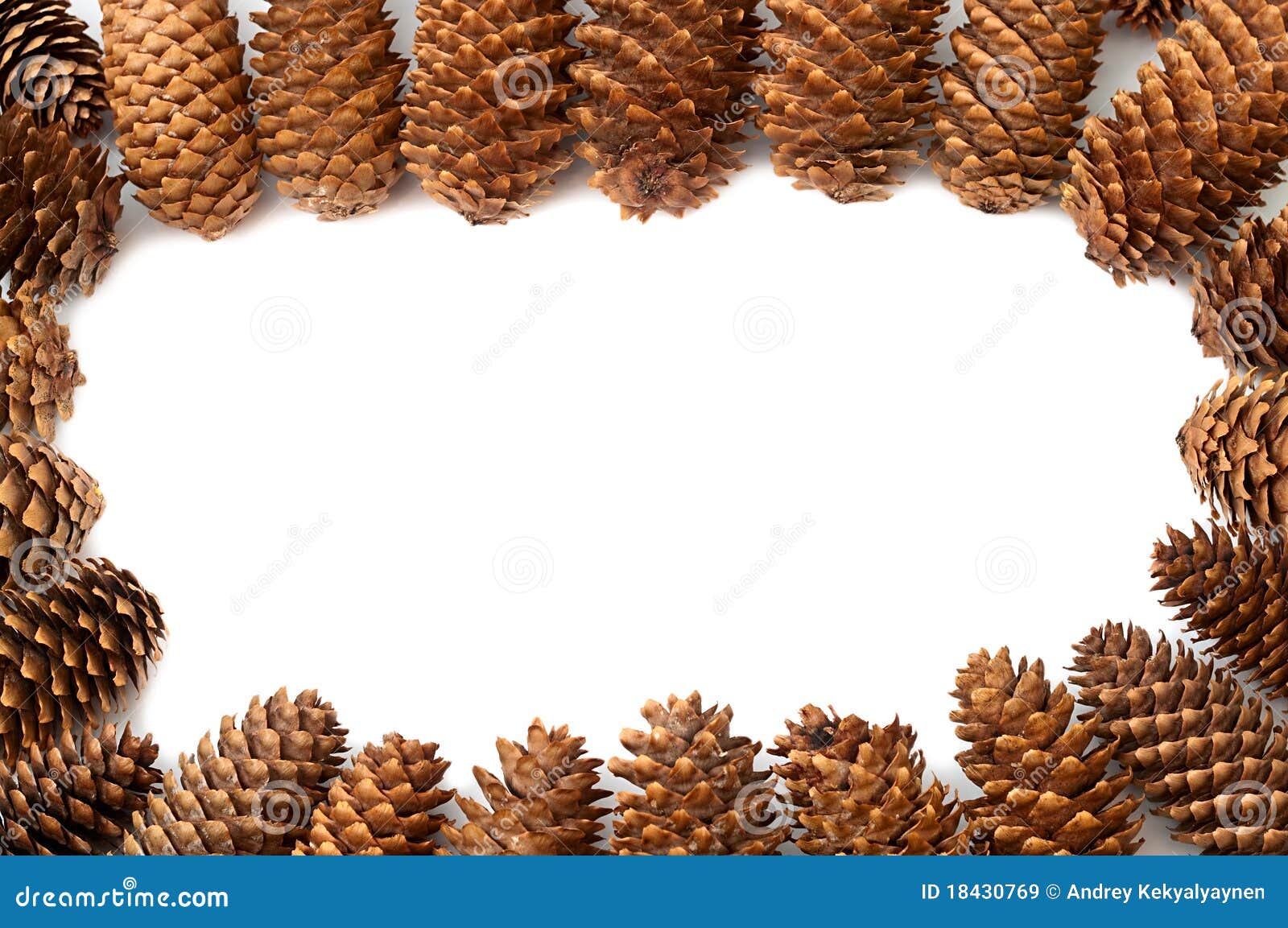 Cone frame stock image. Image of coniferous, close, pattern - 18430769