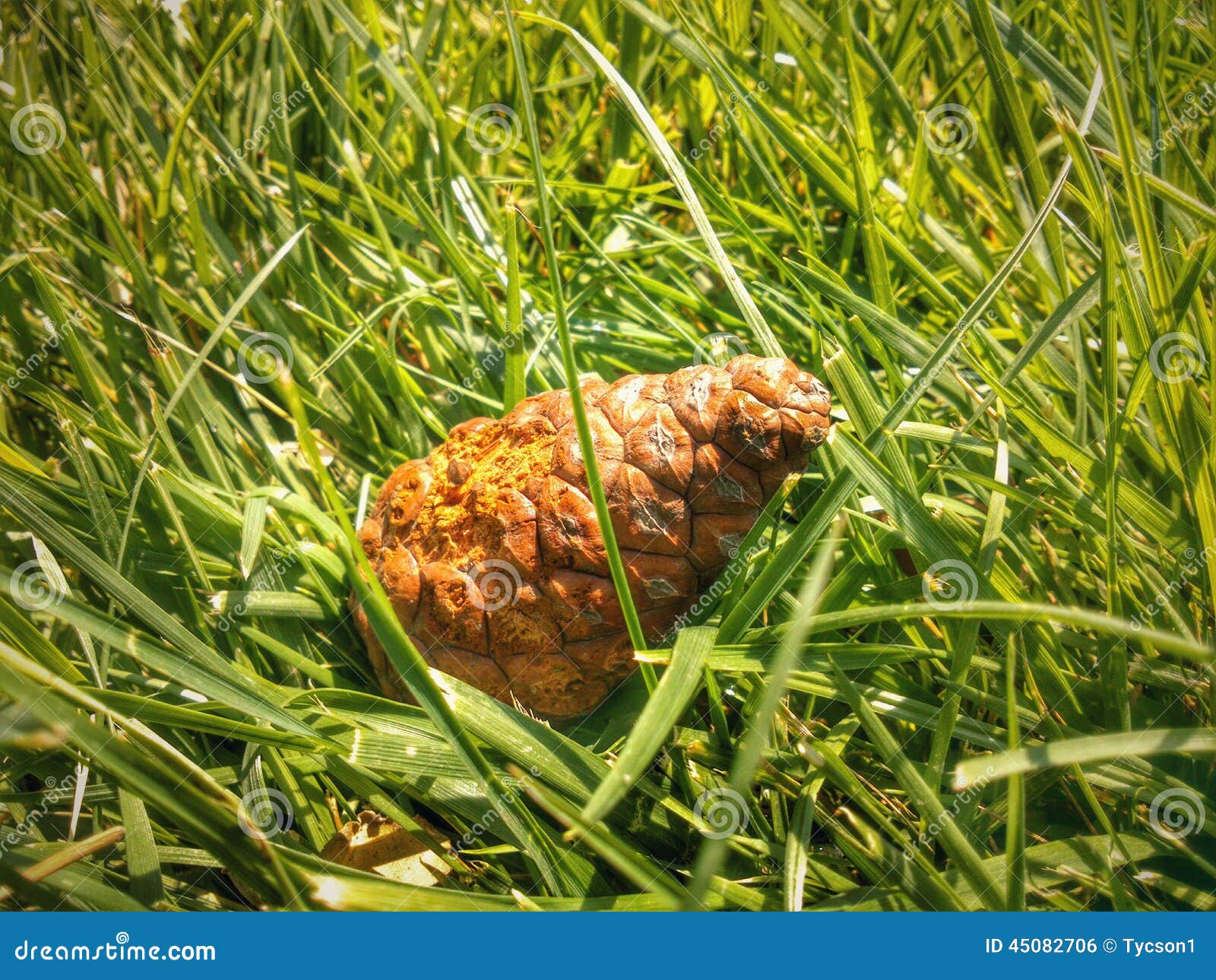 Cone in the grass stock photo. Image of pinch, cone, botany - 45082706
