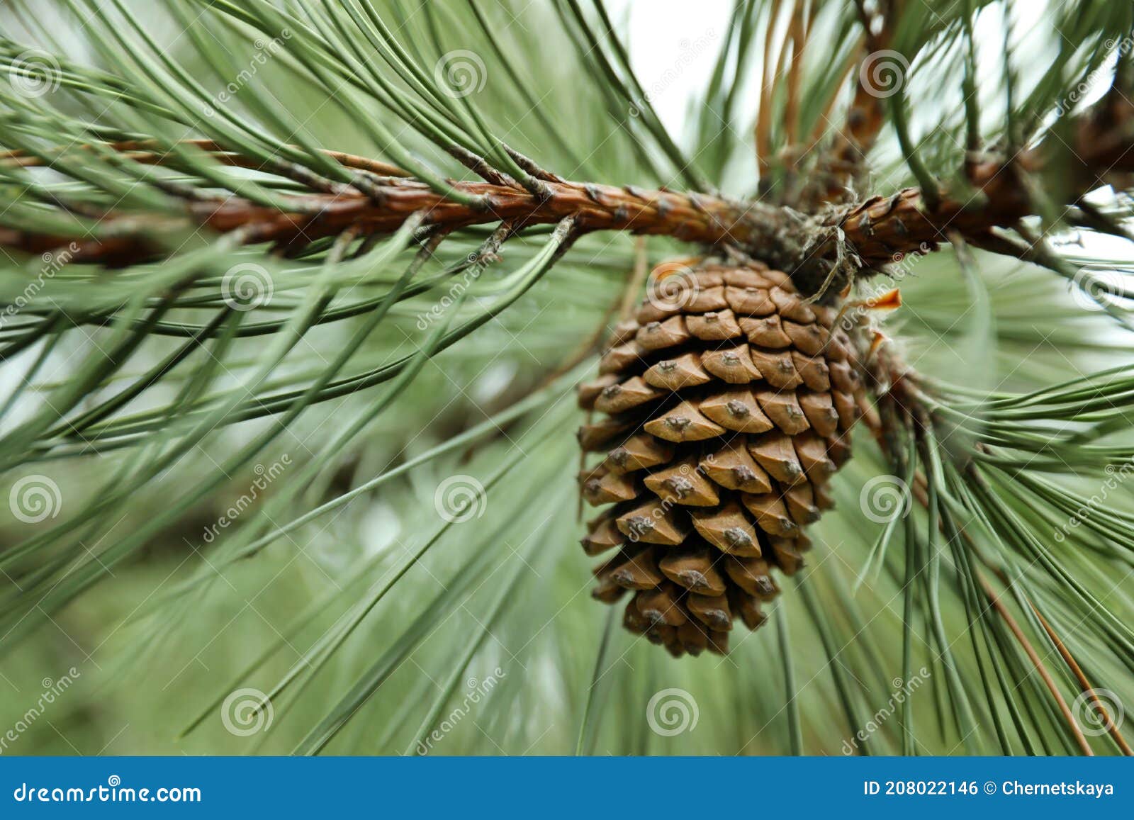 Cone Growing on Pine Branch Outdoors, Closeup Stock Photo - Image of ...