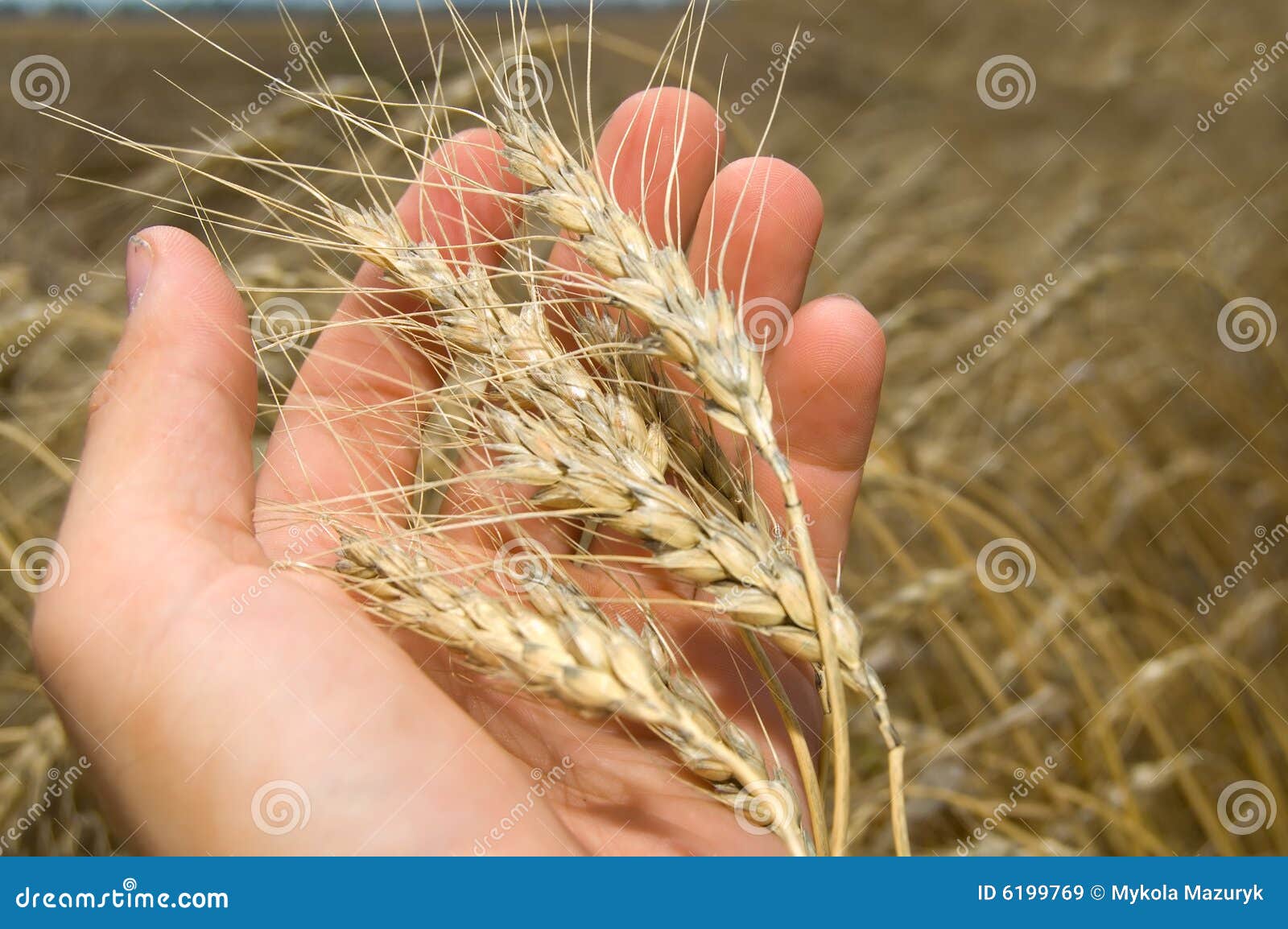 Cone in hand stock image. Image of food, nature, healthy - 6199769