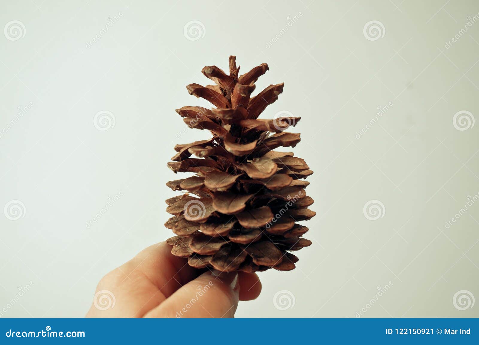 Cone in hand stock image. Image of hand, surface, close - 122150921