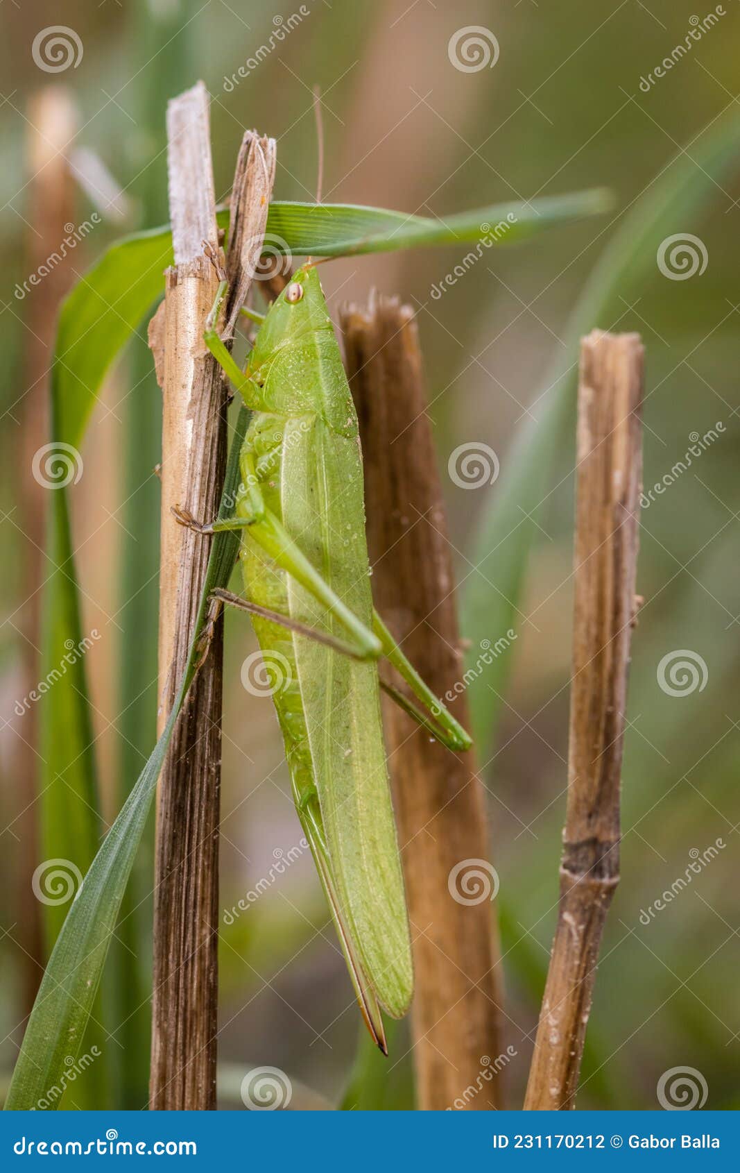 Ruspolia Nitidula This Grasshopper Lives In Wet And Grassy Areas But ...