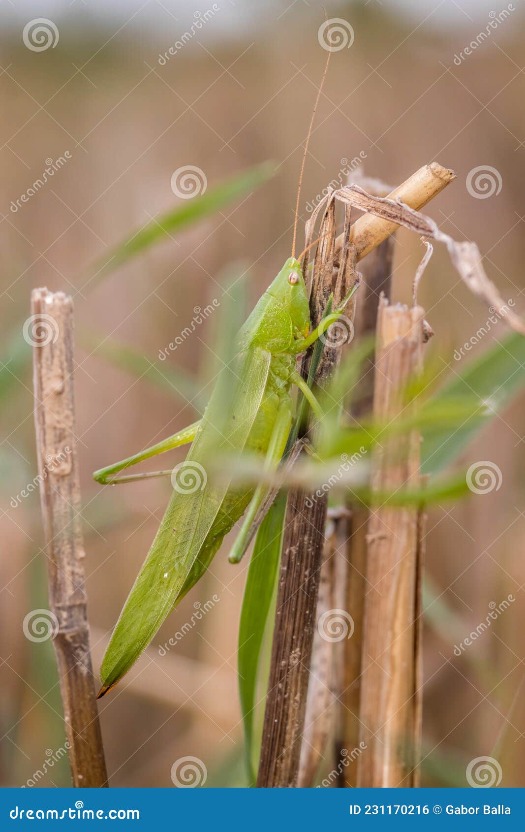Ruspolia Nitidula This Grasshopper Lives In Wet And Grassy Areas But ...