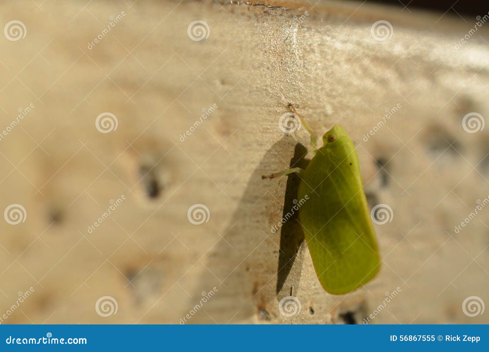 Cone-headed Grasshopper Ruspolia Nitidula In The Field Stock ...