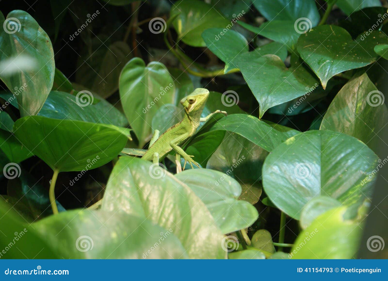 Cone-headed Lizard - Laemanctus Longipes Stock Image - Image of leaves ...